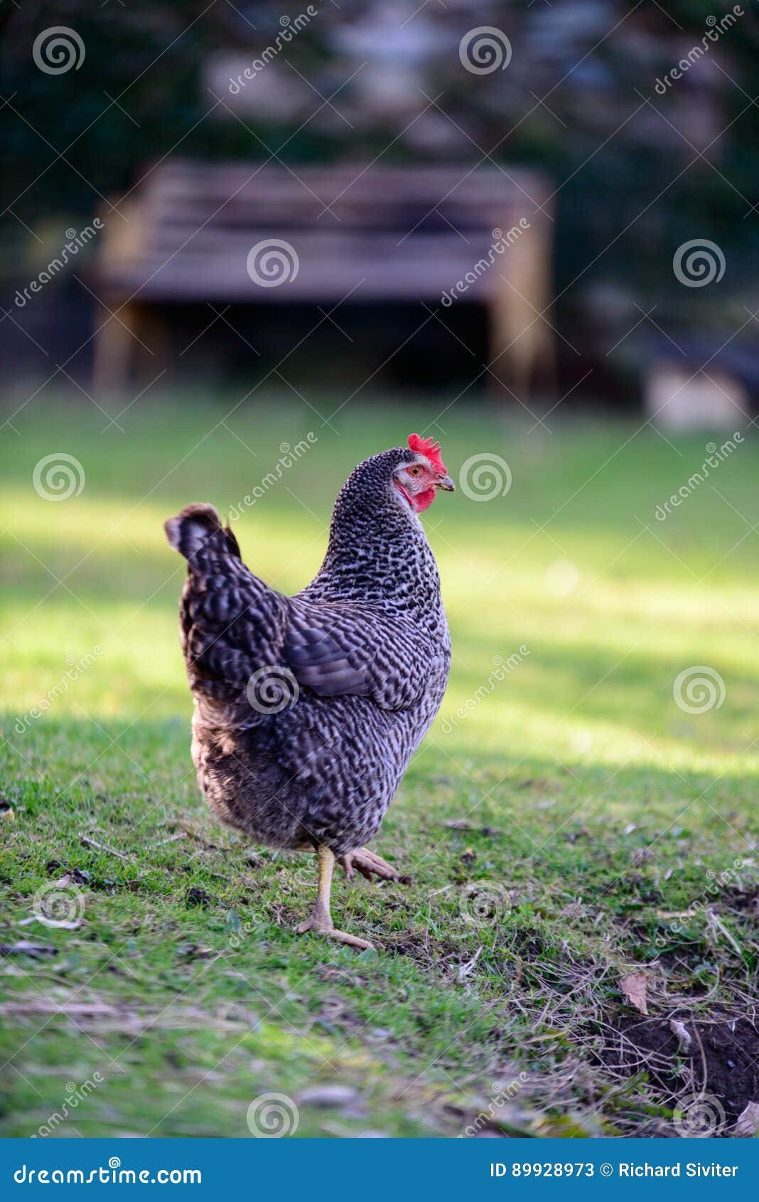 Chicken walking away stock image. Image of grass, white - 89928973