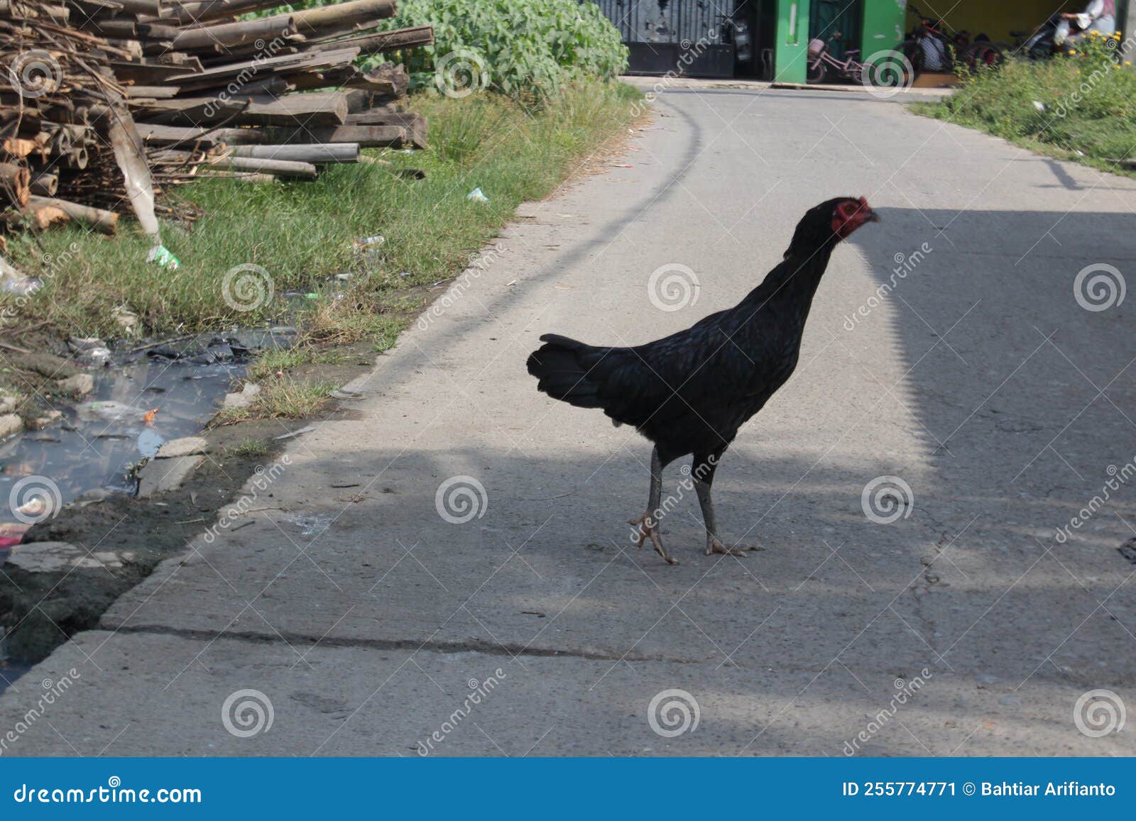 A chicken is walking stock image. Image of bird, goose - 255774771