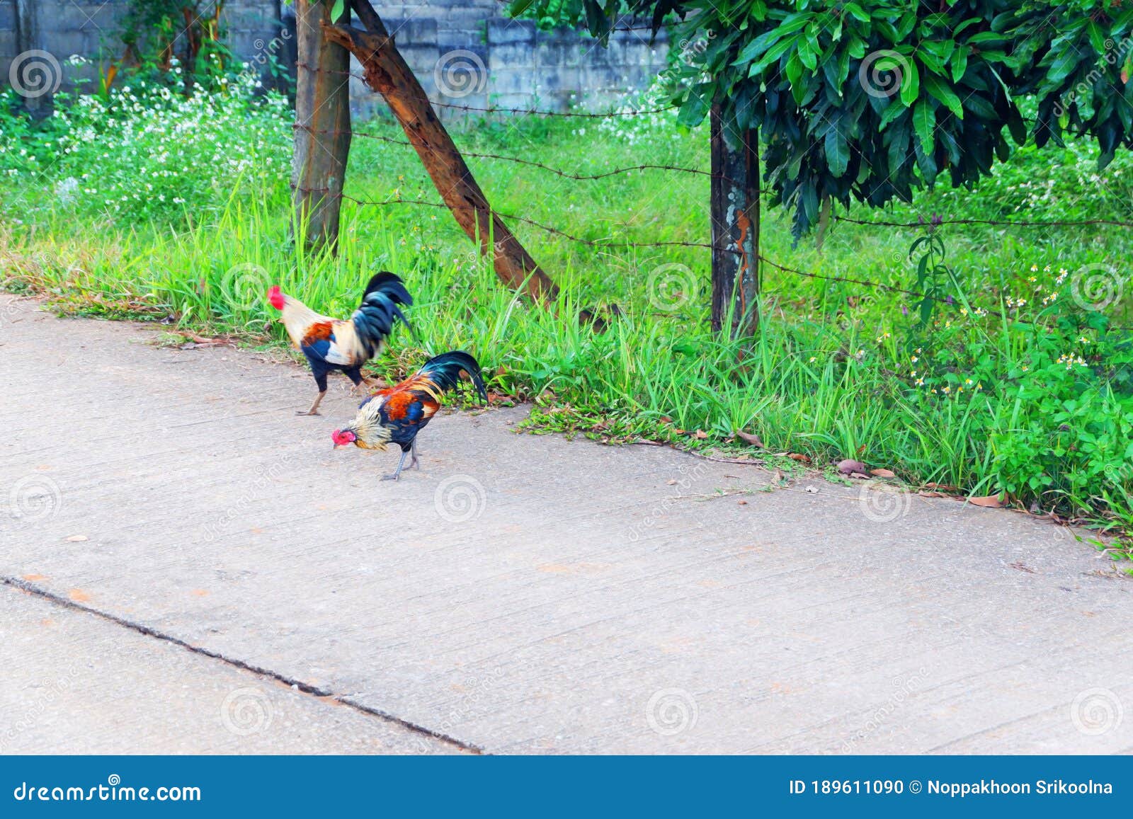 Chicken Walking on the Concrete Road of the Countryside Stock Photo ...