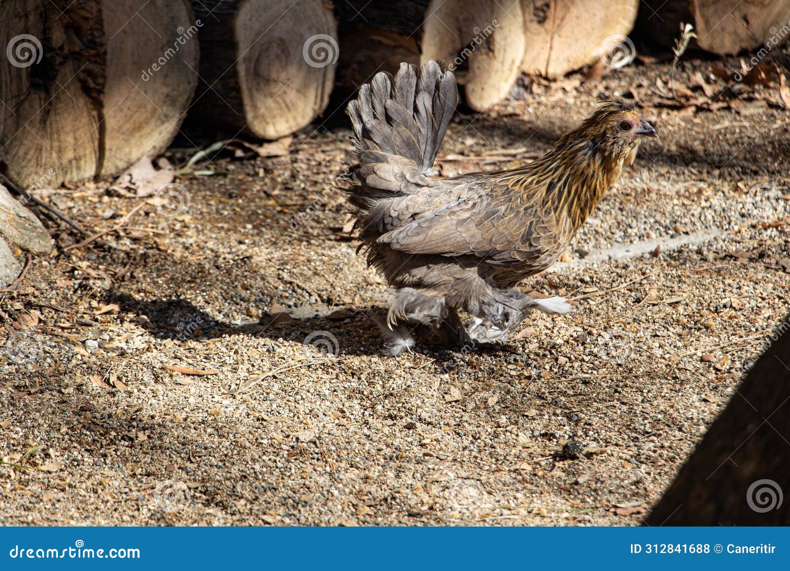 Chicken Walking on the Farm. Chicken Looking for Food in the Farm Stock ...