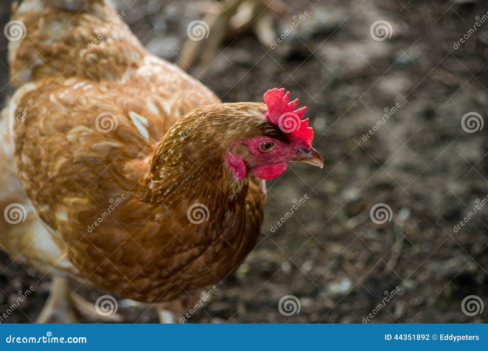 Chicken stock photo. Image of rural, chicken, agriculture - 44351892