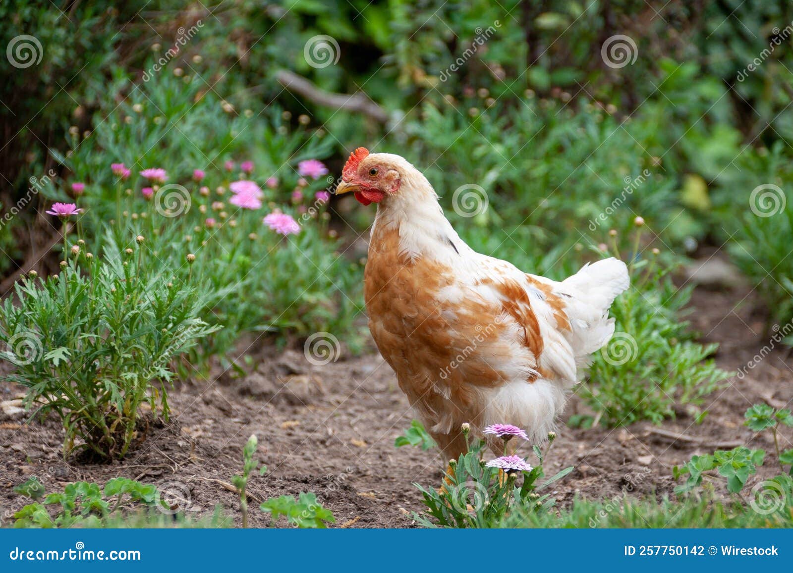 Chicken in the Field in Chile Stock Photo - Image of field, animal ...