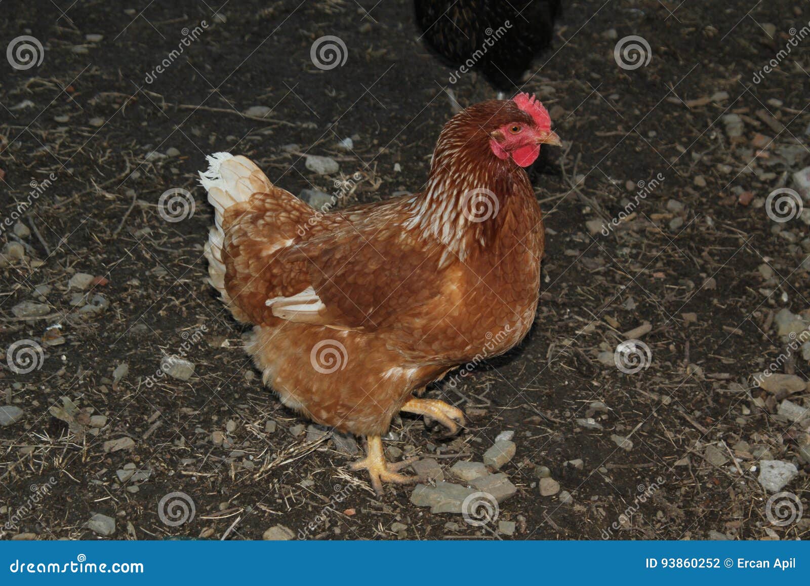Chicken stock photo. Image of farm, walking, prayer, chicken - 93860252
