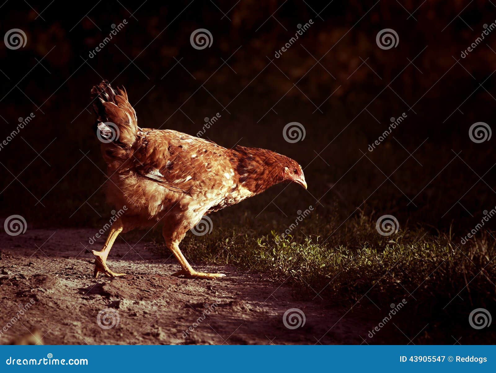 Chicken walking stock image. Image of farming, farm, global - 43905547