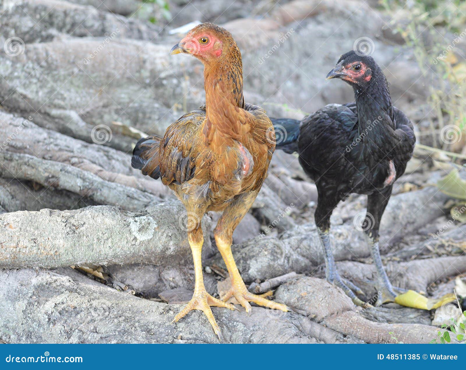 Birchen Cochin, Black And White Bantam Pekin Hen Royalty-Free Stock ...