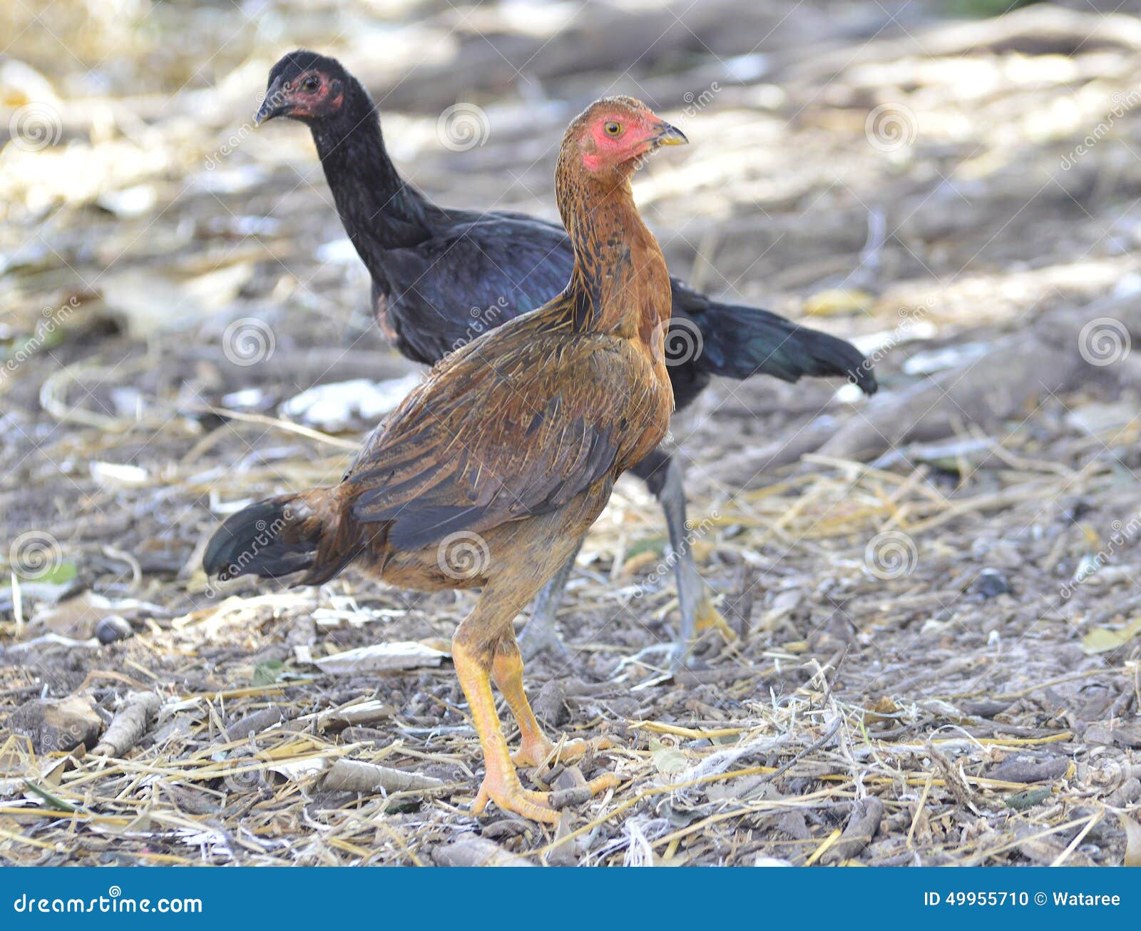 Birchen Cochin, Black And White Bantam Pekin Hen Royalty-Free Stock ...