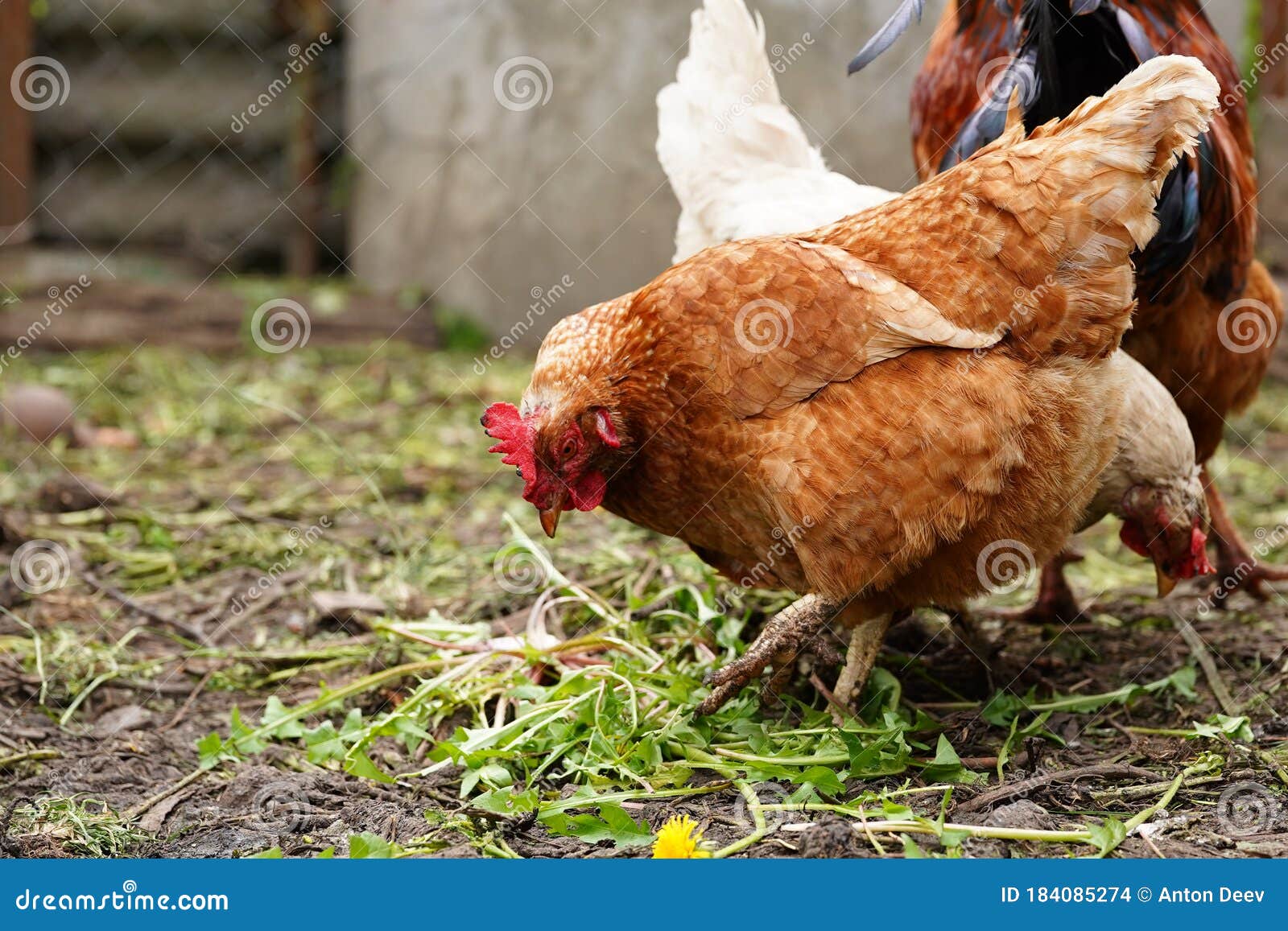 Chicken Walking in Paddock. Chicken Looking for Grains while Walking in ...