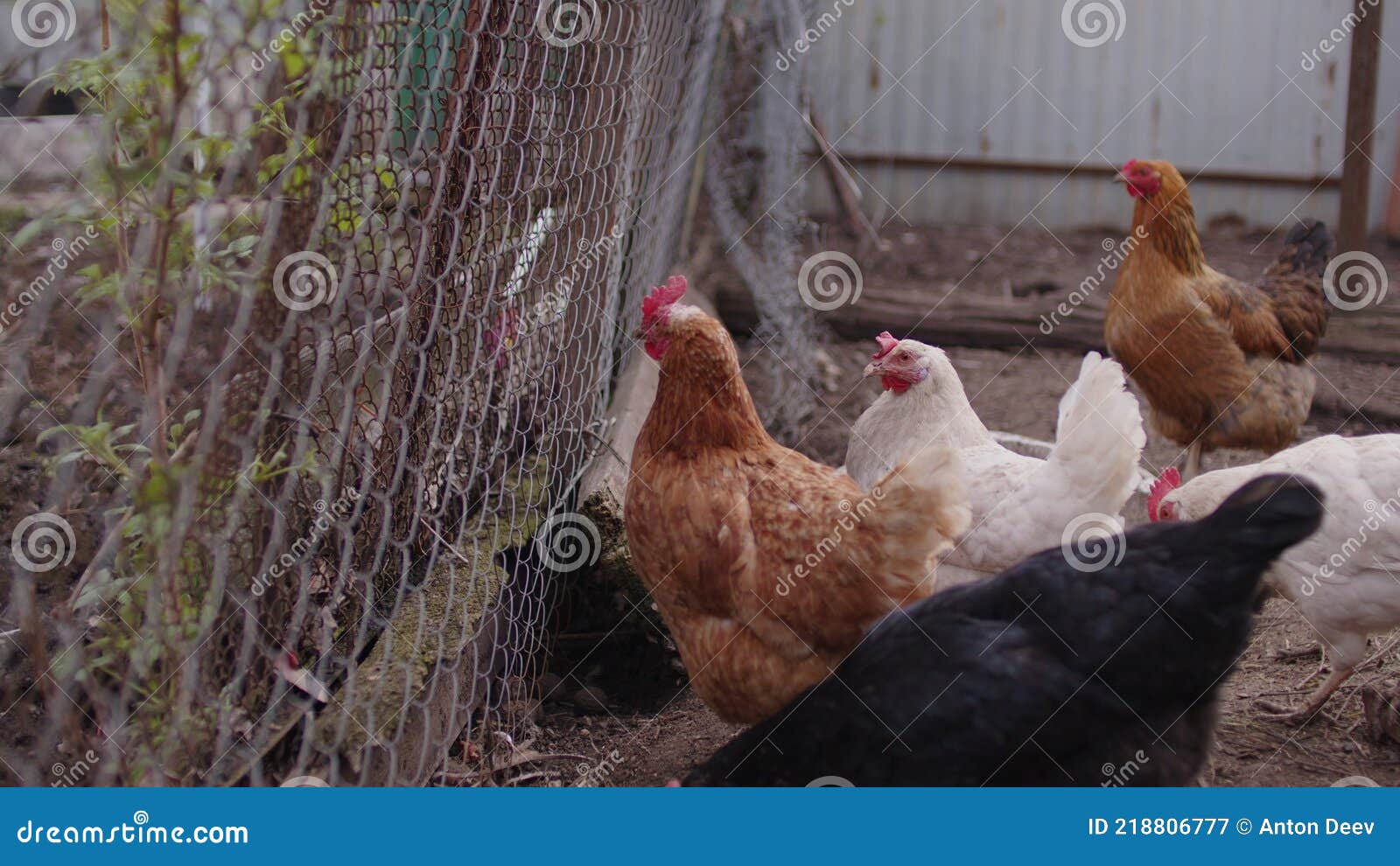 Chicken Walking in Paddock. Ordinary Chickens Looking for Grains while ...