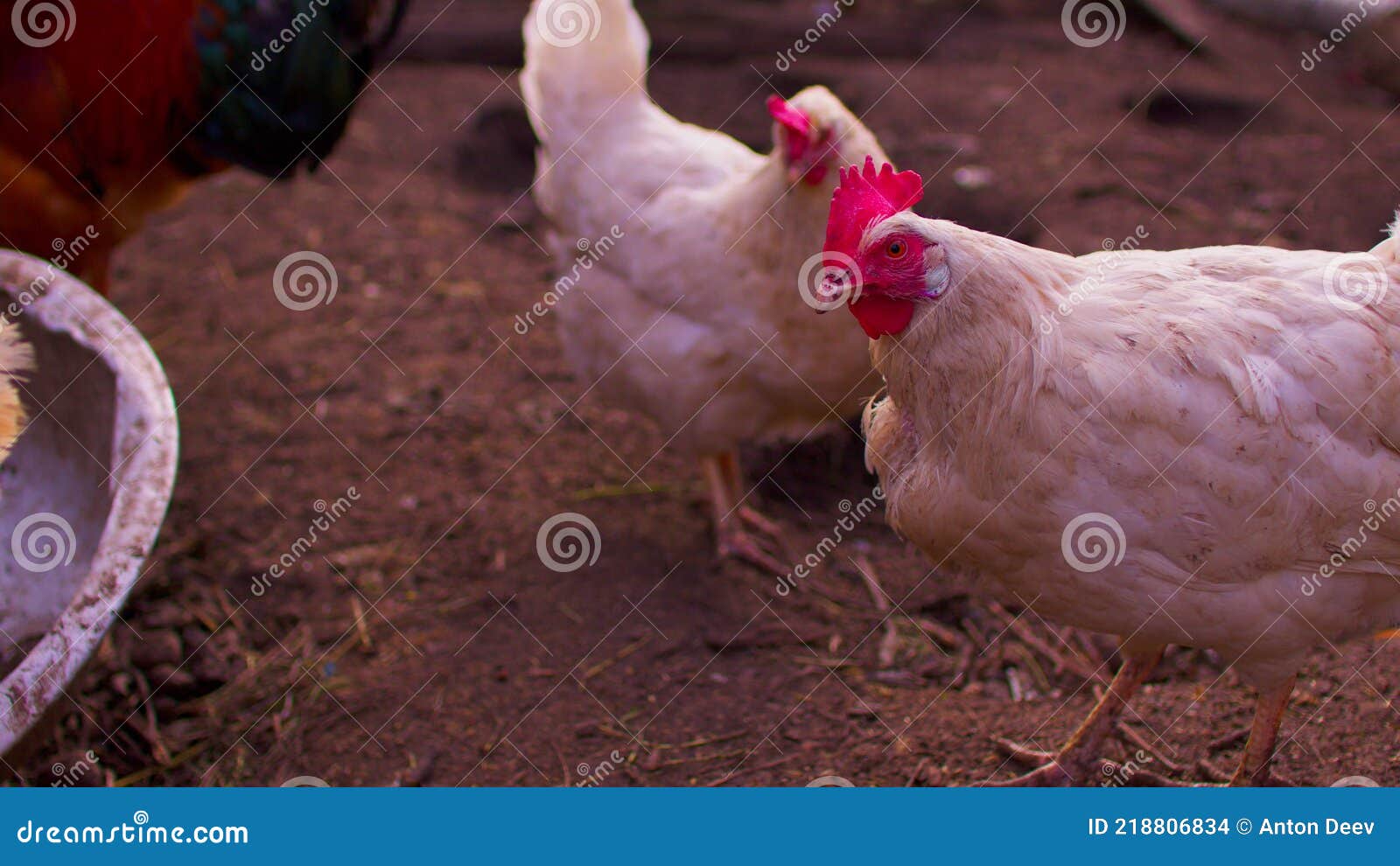 Chicken Walking in Paddock. Ordinary Chickens Looking for Grains while ...