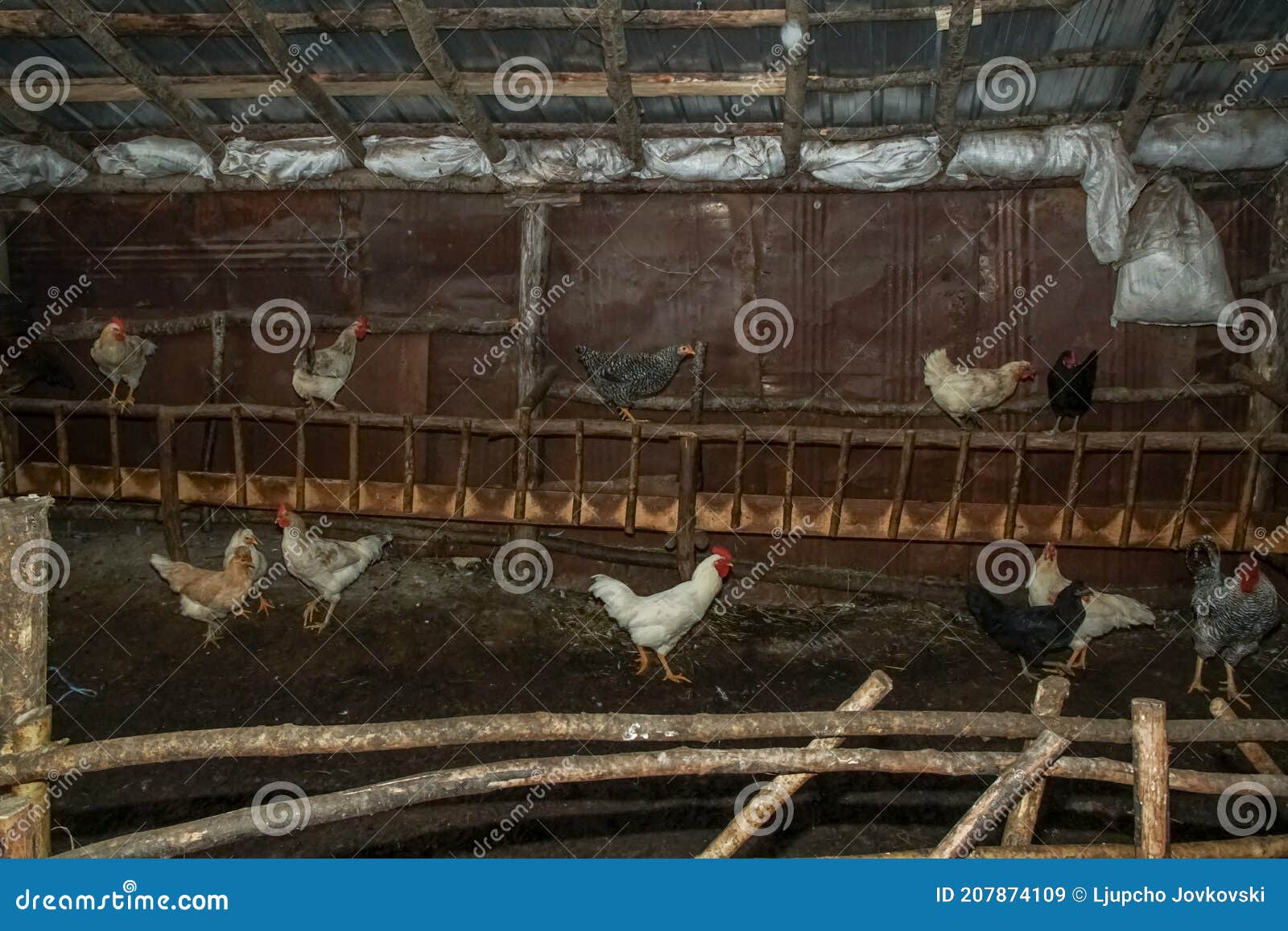 Chicken Walking in Paddock. Ordinary Rooster and Chickens Stock Image ...