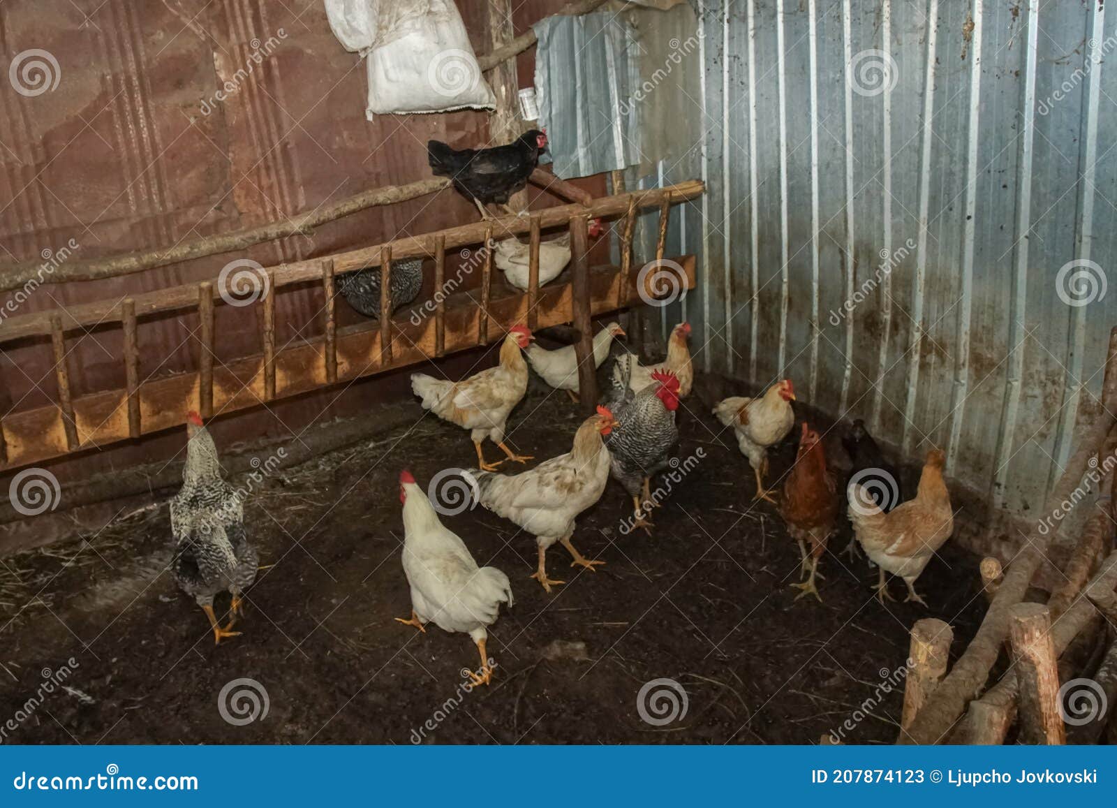 Chicken Walking in Paddock. Ordinary Rooster and Chickens Stock Image ...