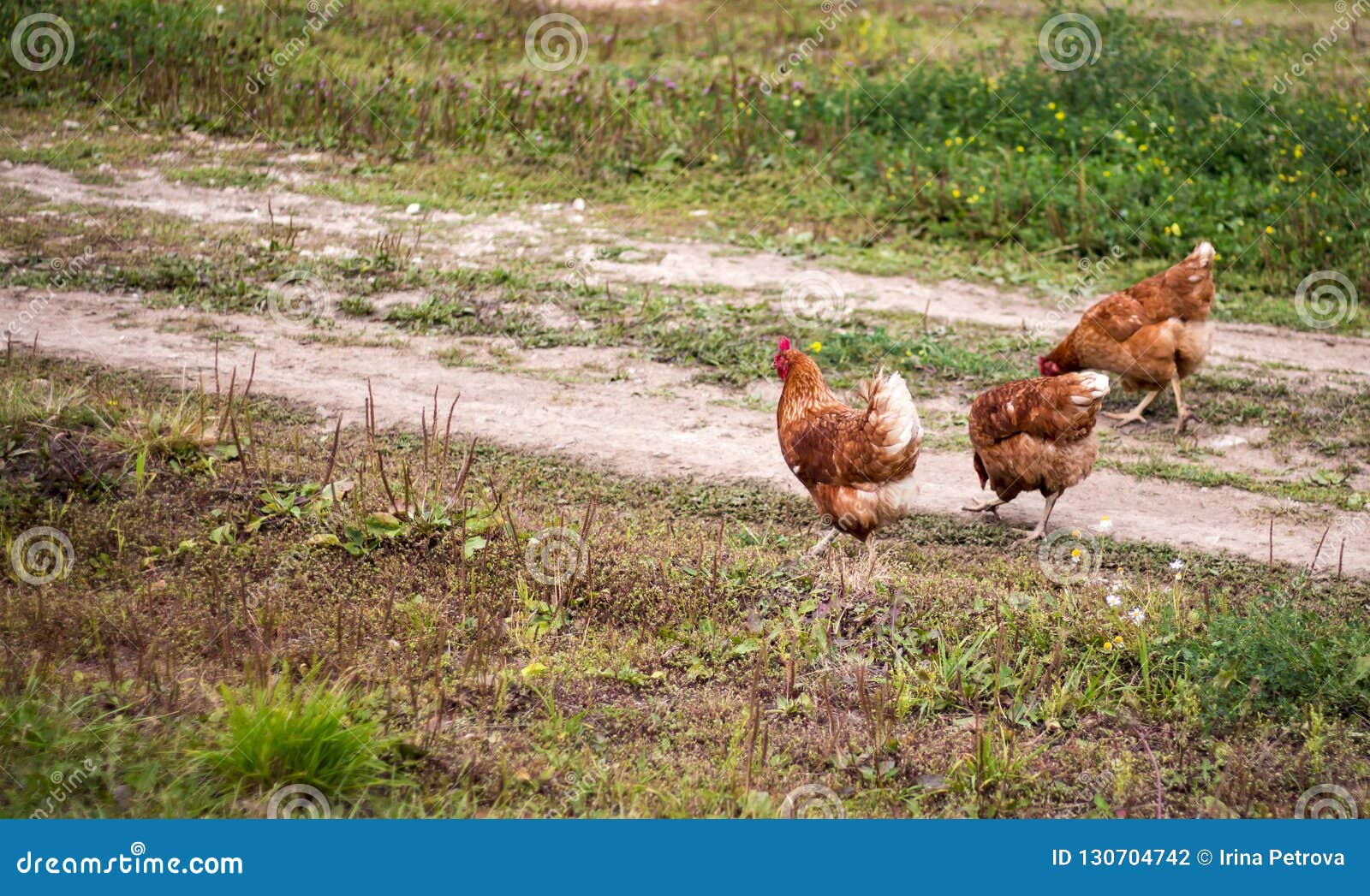 Chicken walk on the road stock photo. Image of countryside - 130704742