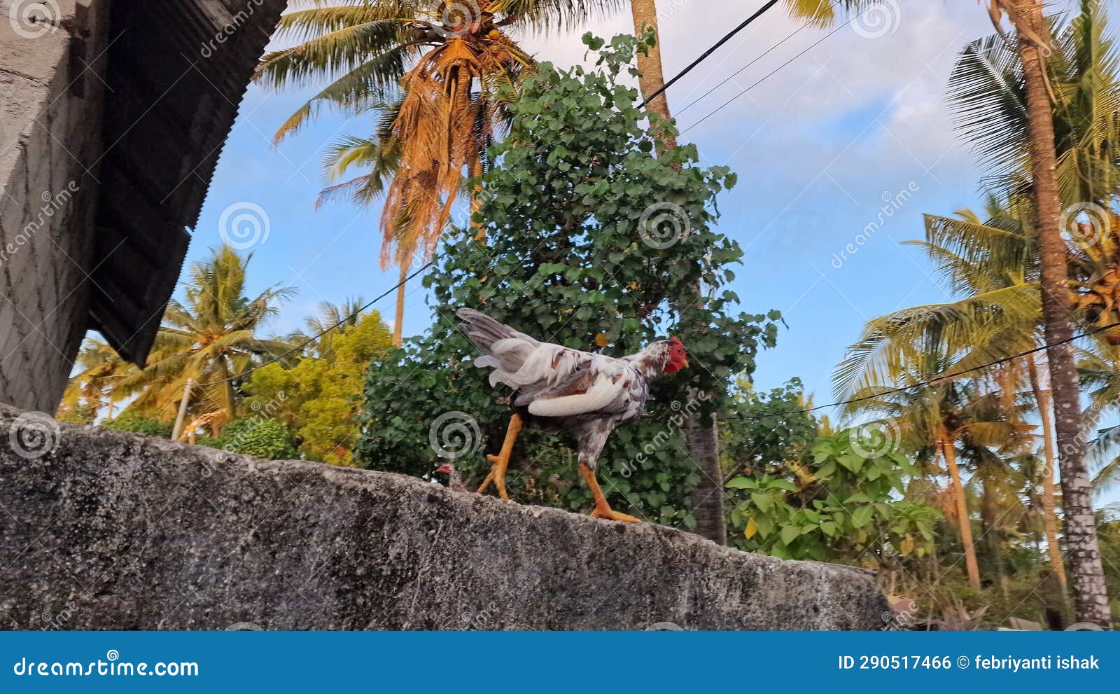 A Chicken Walking on a Wall Fence Stock Photo - Image of garden, jungle ...