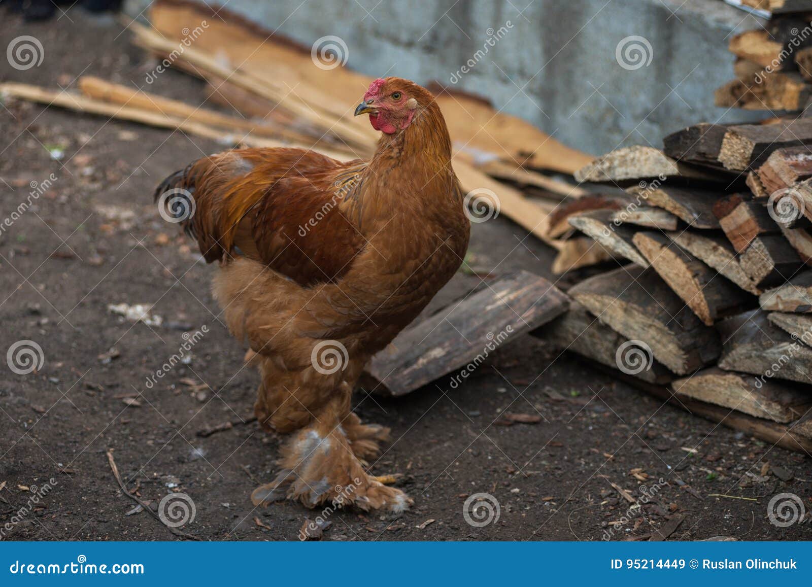 Chicken Walking in the Yard Stock Image - Image of meat, female: 95214449