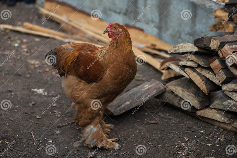 Chicken Walking in the Yard Stock Image - Image of meat, female: 95214449