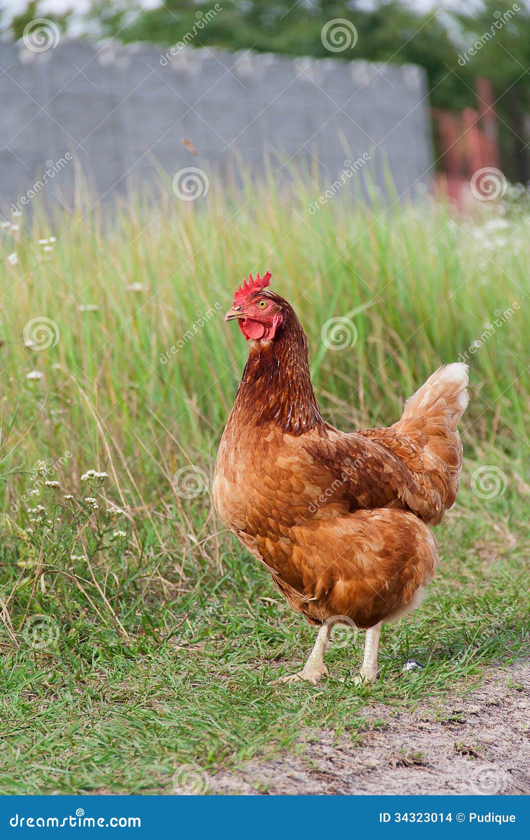 Chicken walks on nature stock photo. Image of livestock - 34323014