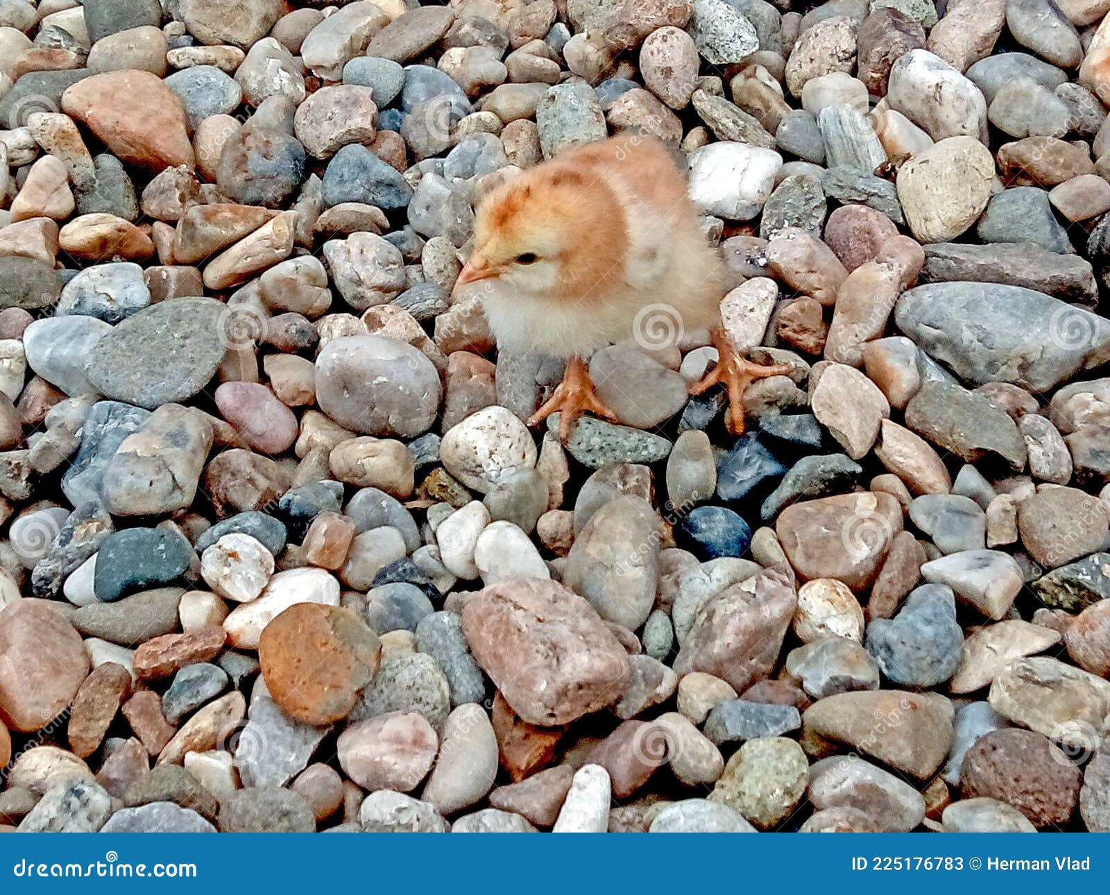 A Chicken Walks on the Rocks Stock Image - Image of maramures, walks ...