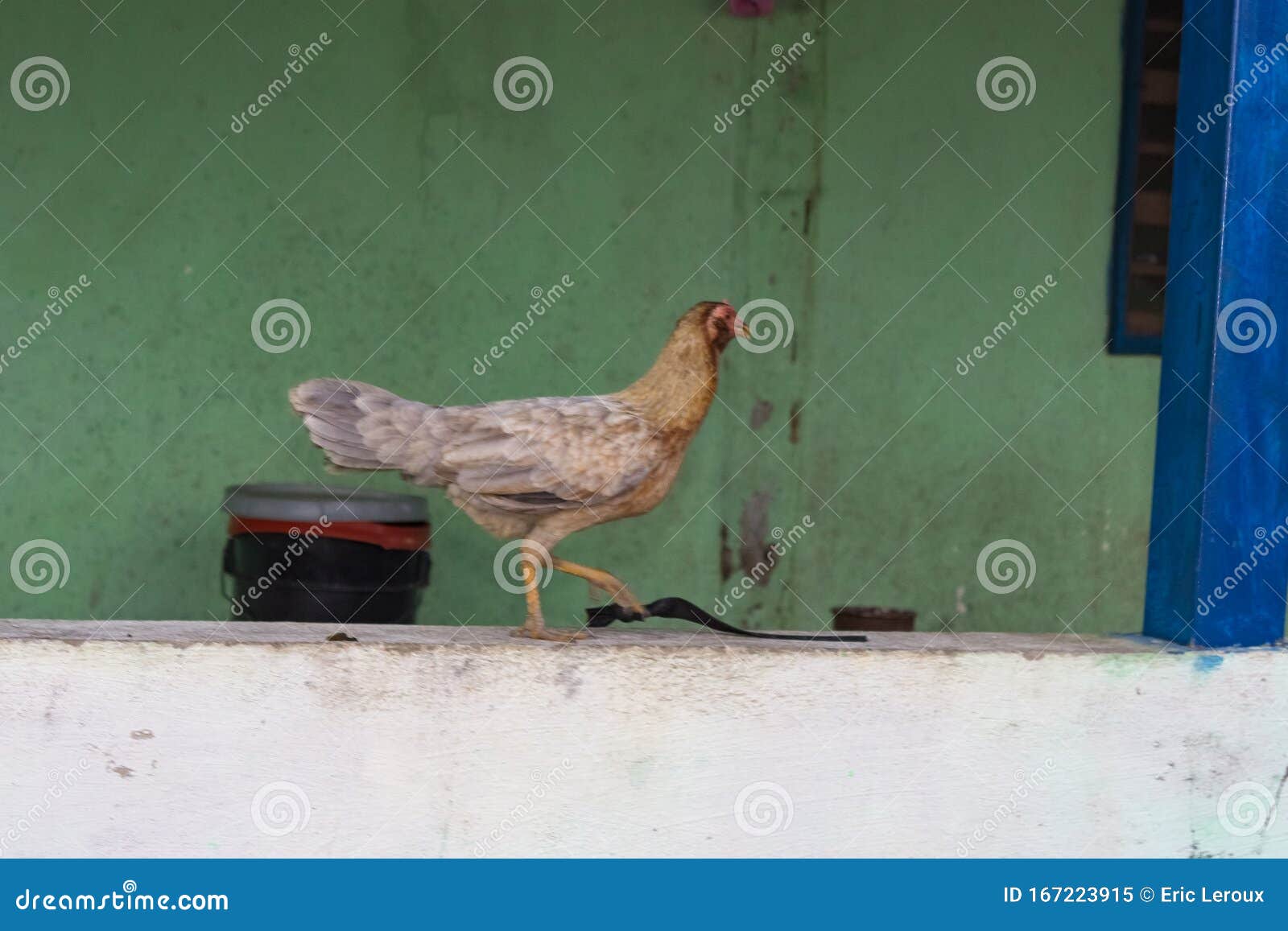 Chicken on a Wall in a Farm Stock Illustration - Illustration of farm ...