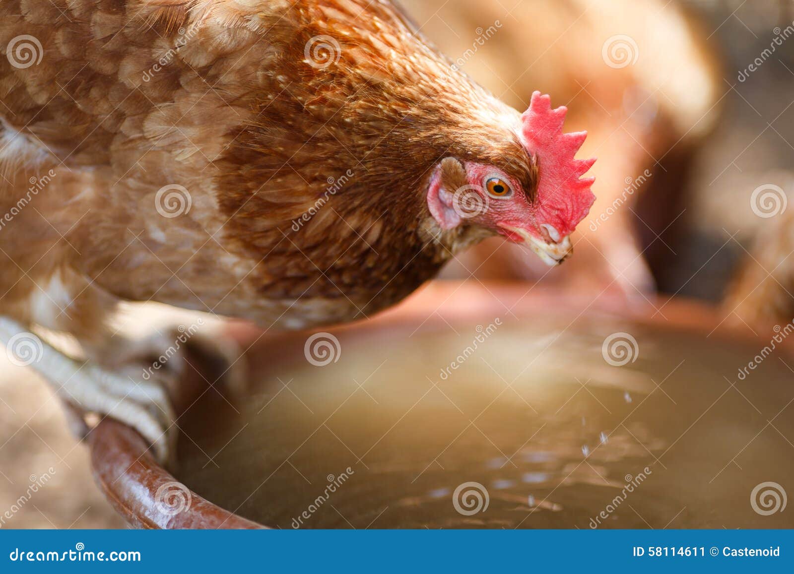 Chicken watering stock image. Image of portrait, animal - 58114611