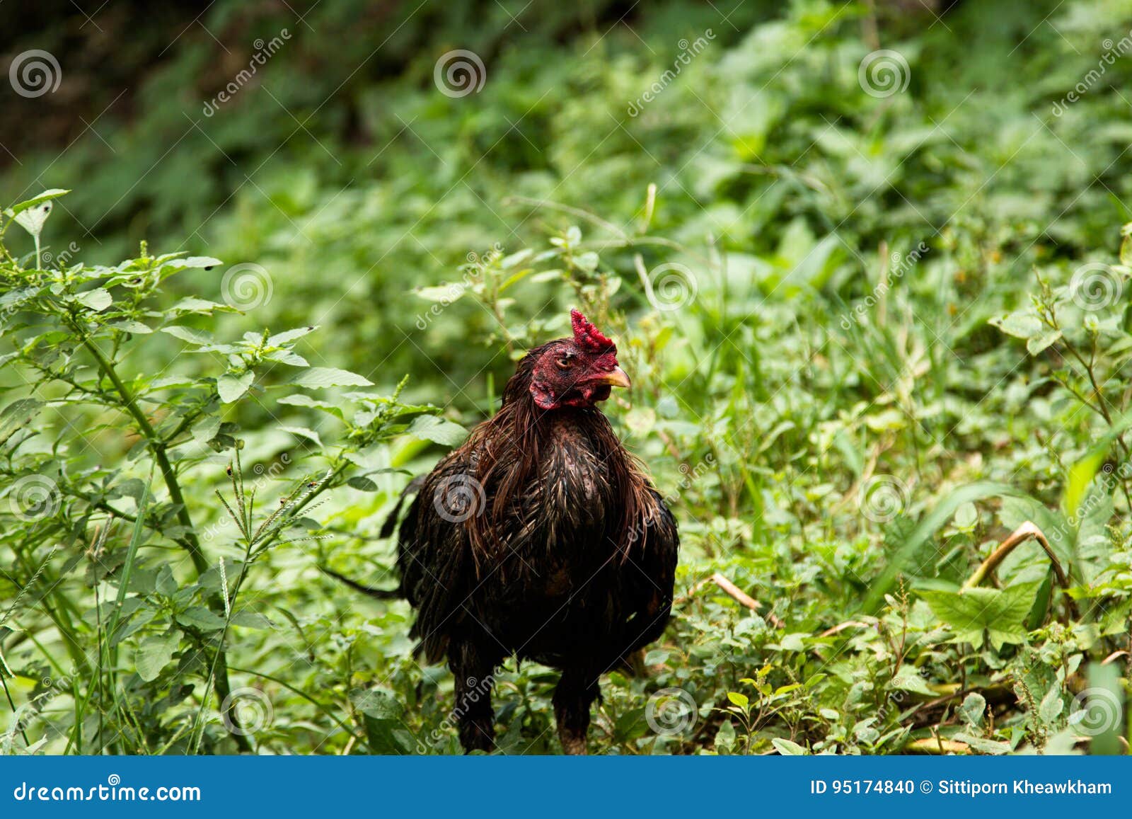 Wet Chicken In The Rain Royalty-Free Stock Photography | CartoonDealer ...