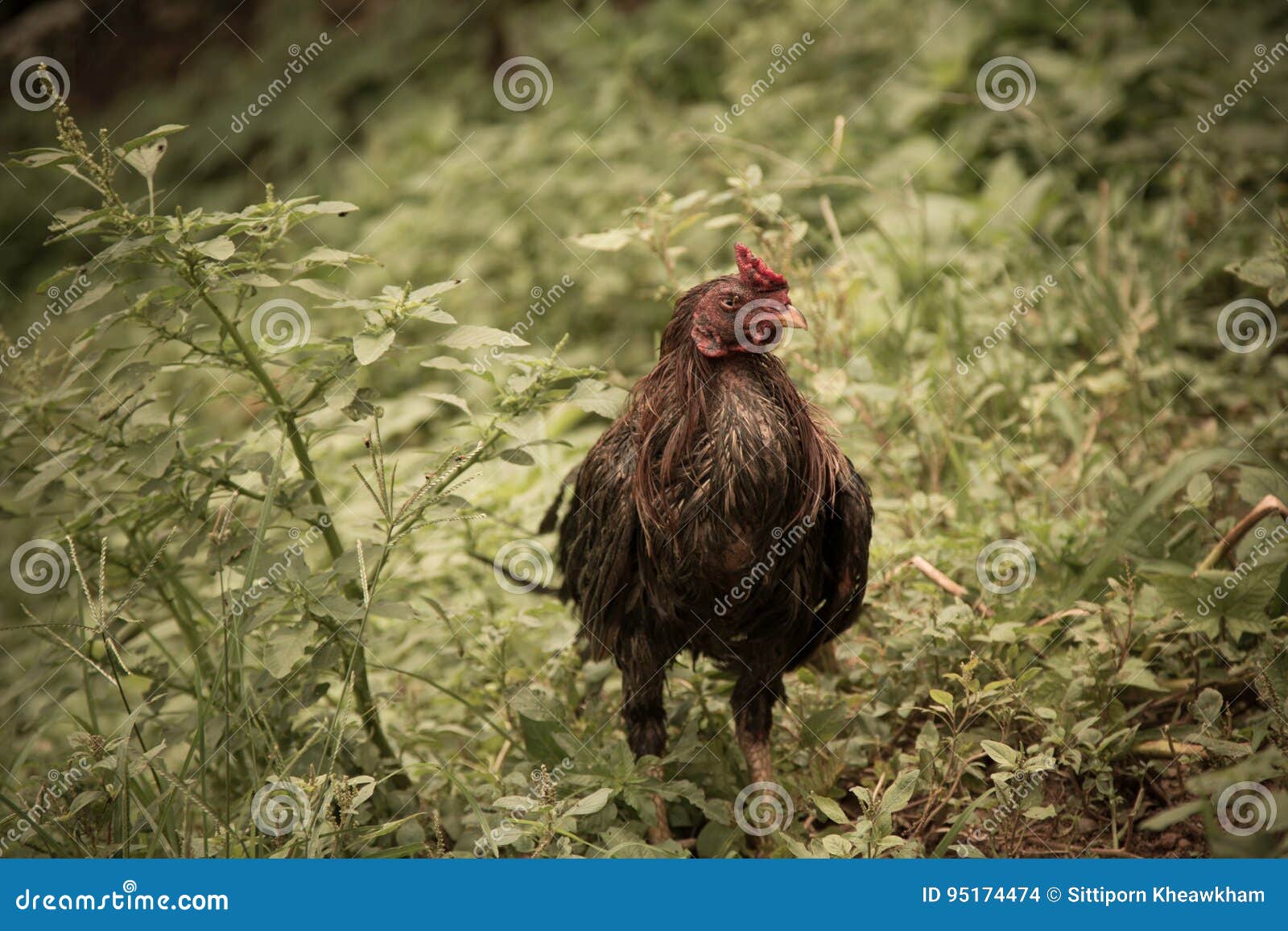 Wet Chicken In The Rain Royalty-Free Stock Photography | CartoonDealer ...