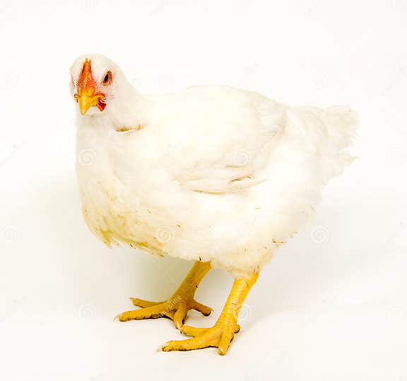 Chicken on a White Background Stock Image - Image of cluck, rural: 1545435