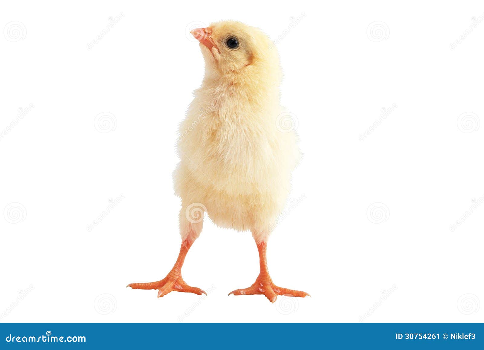 Chicken on a White Background Stock Image - Image of chick, animal ...