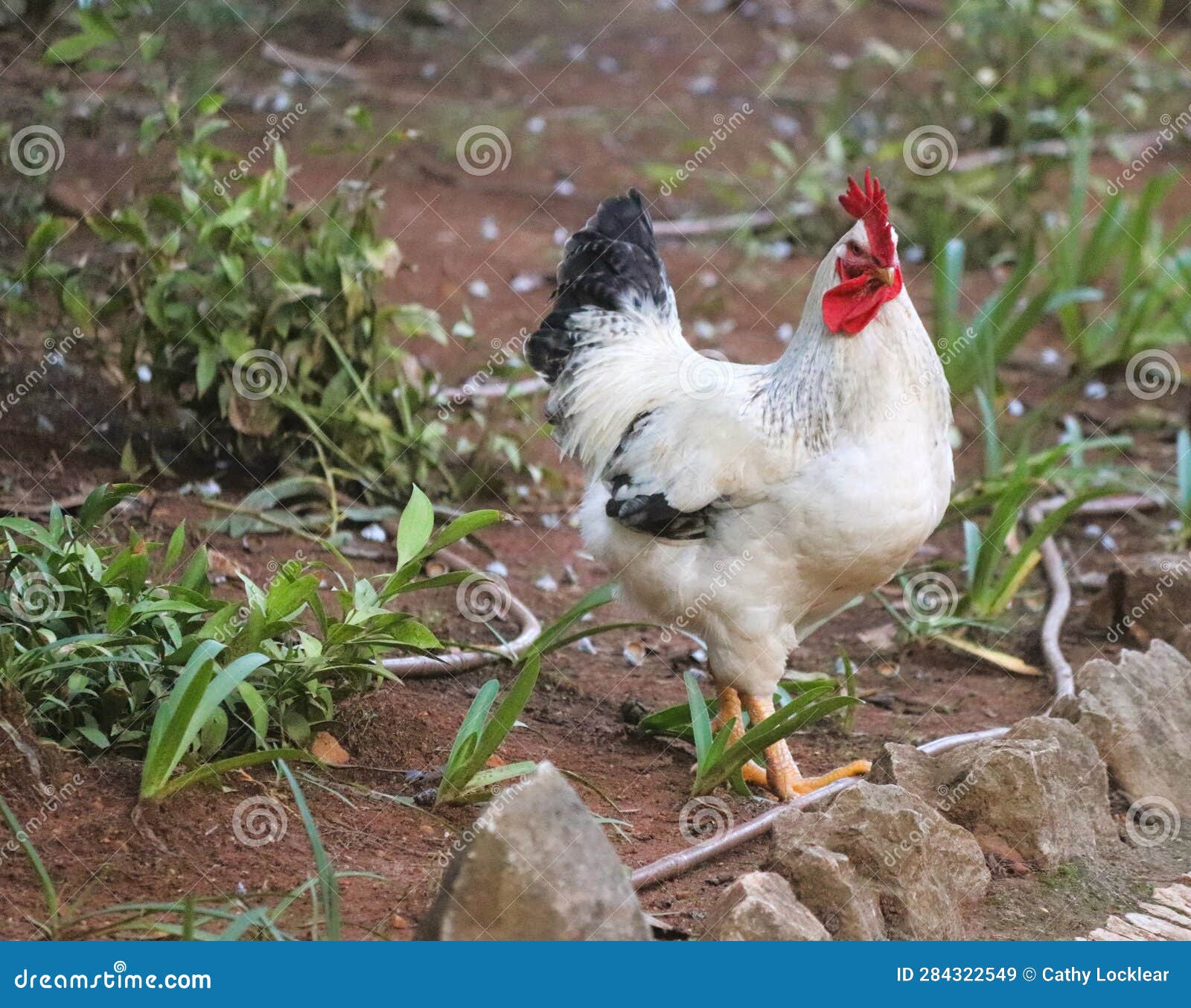 Chicken with White Feathers Walking in a Dirt Yard Stock Image - Image ...