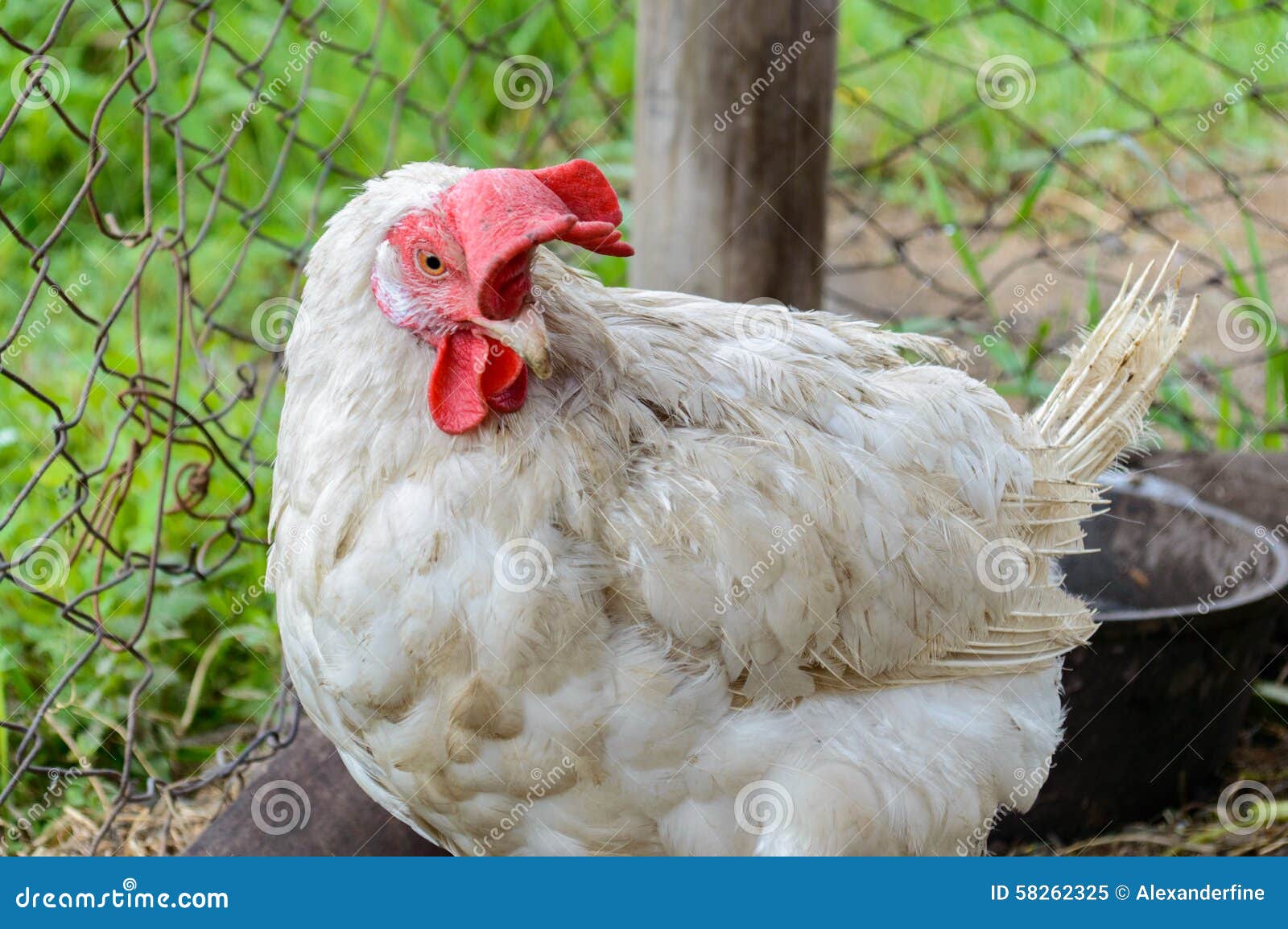 Chicken stock image. Image of birds, organic, poultry - 58262325