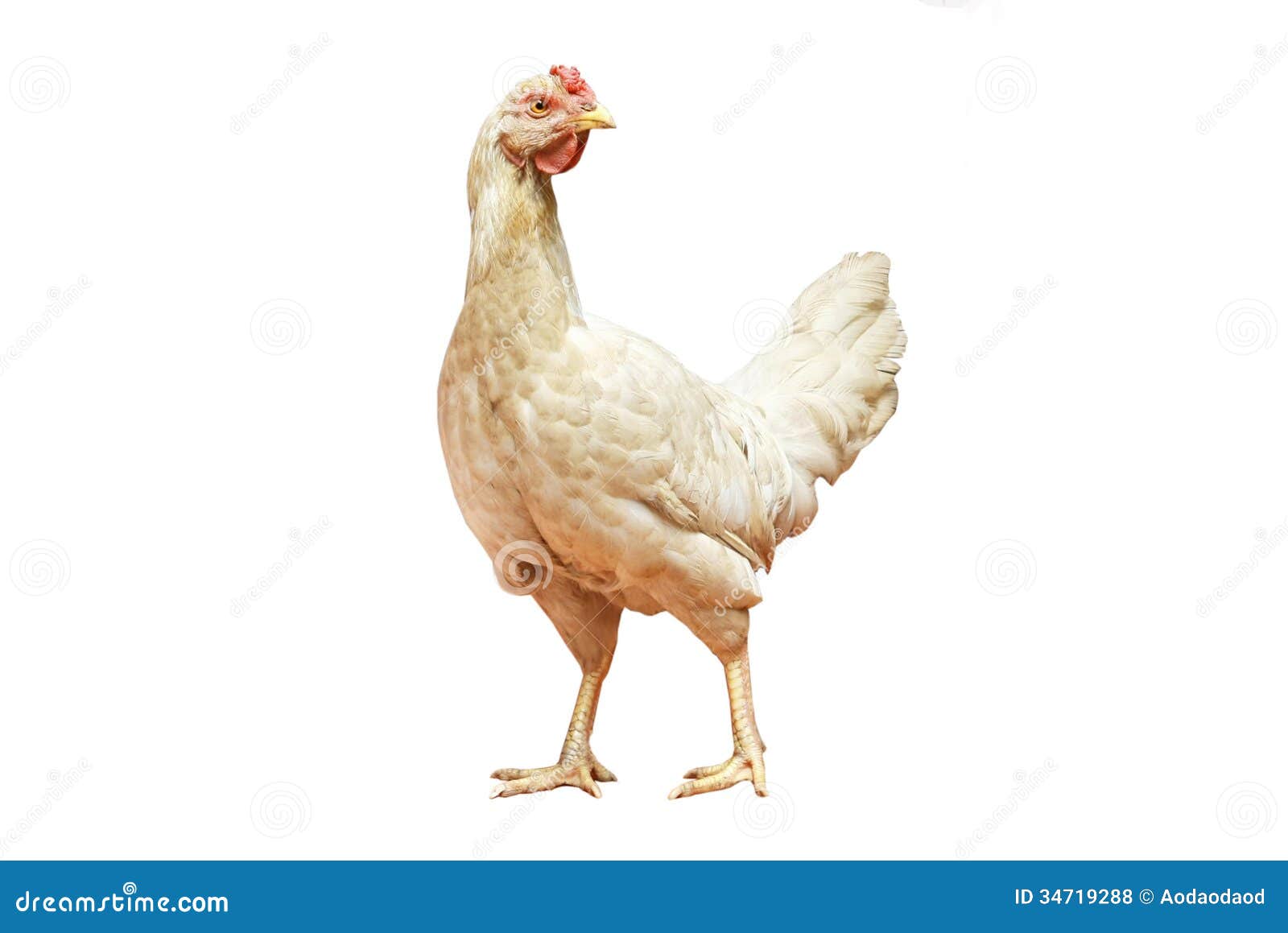 Chicken White Background