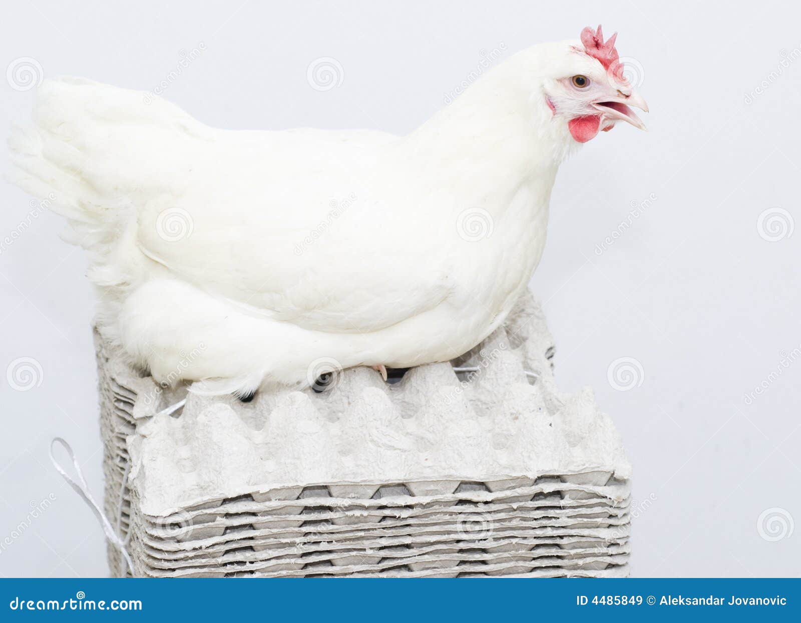 Chicken White Parent on the Empty Egg Pack Stock Image - Image of ...