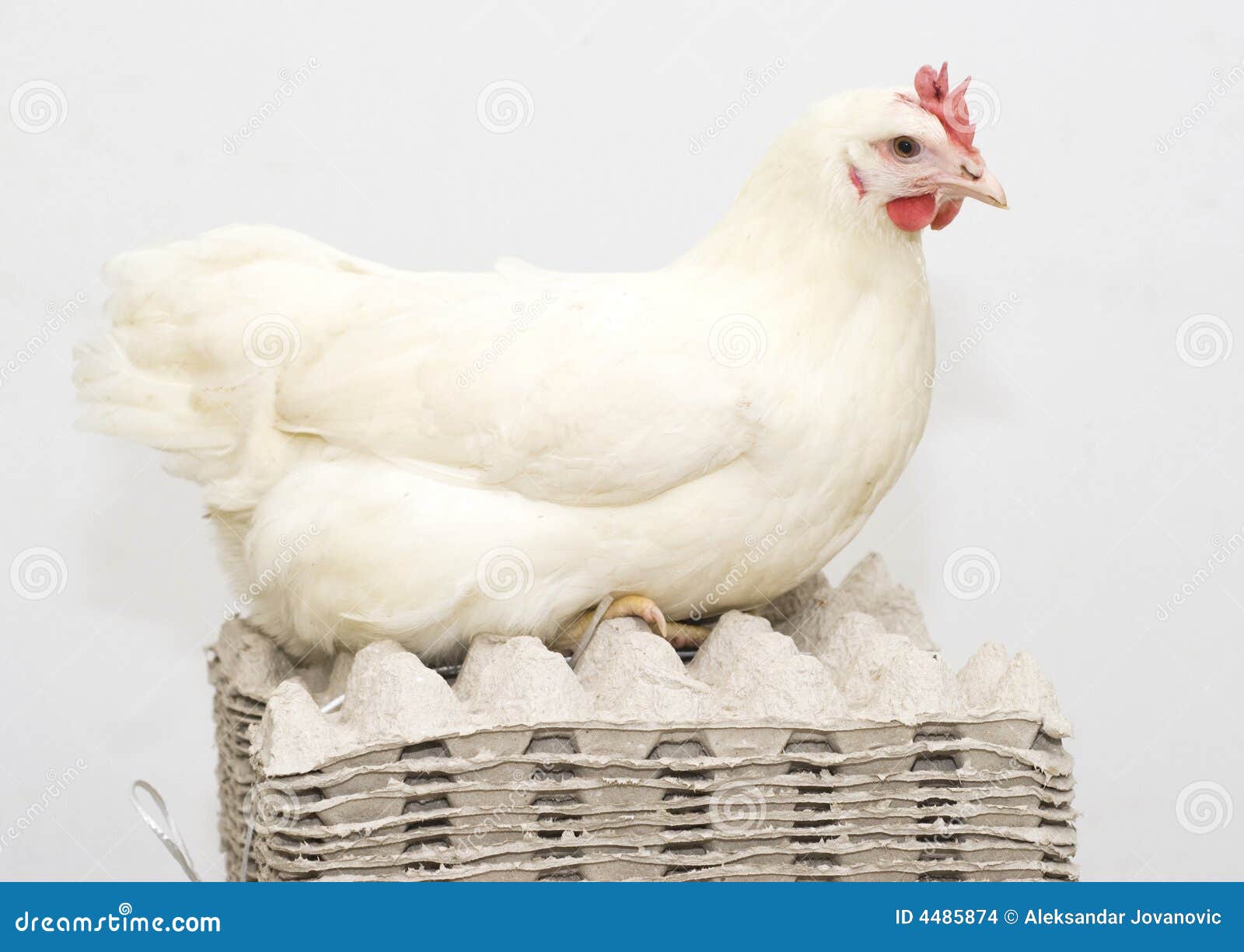 Chicken White Parent on the Empty Egg Pack Stock Photo - Image of beaks ...