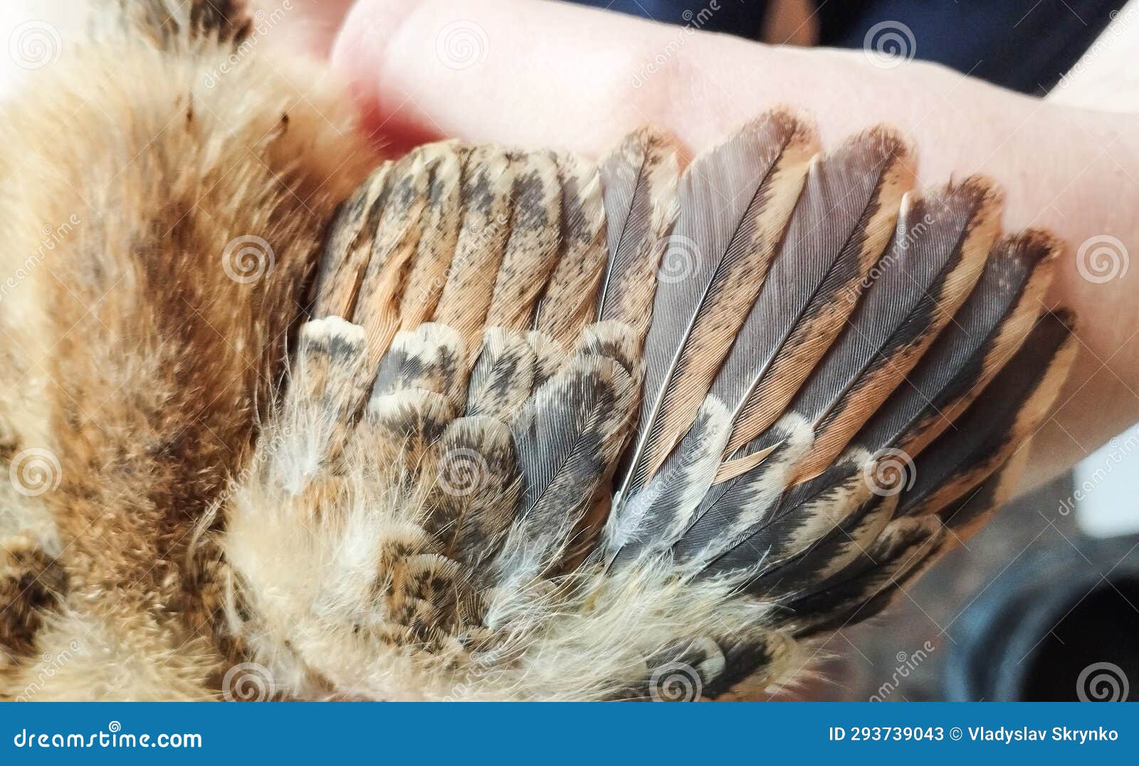 Chicken Wing Feather Texture. Stock Image - Image of fowl, texture ...