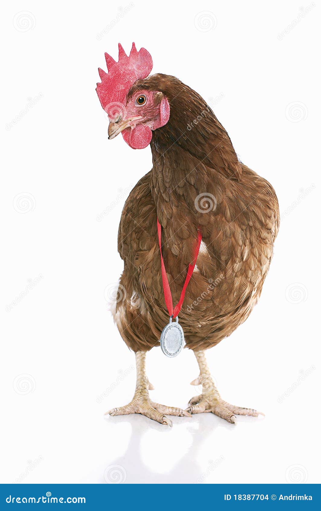 Chicken winner. stock photo. Image of animal, holiday - 18387704