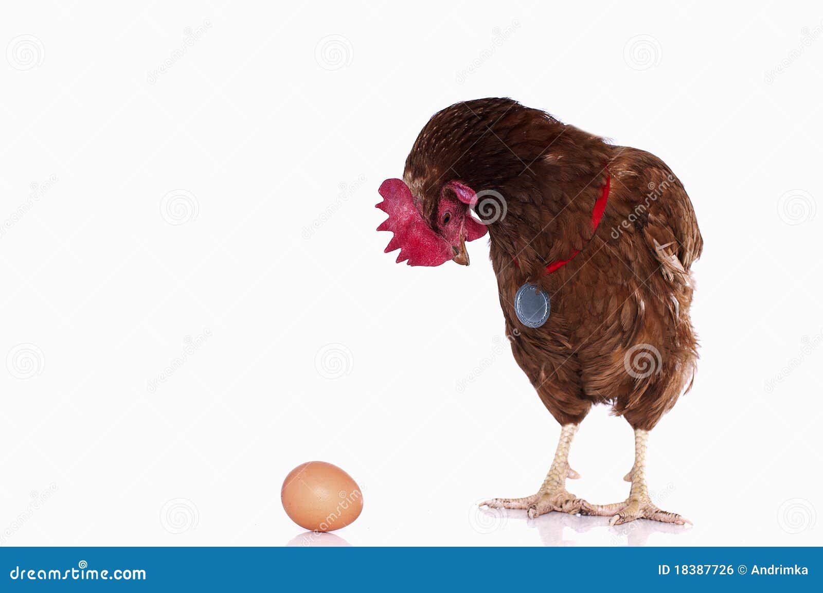Chicken winner. stock photo. Image of bird, count, animal - 18387726