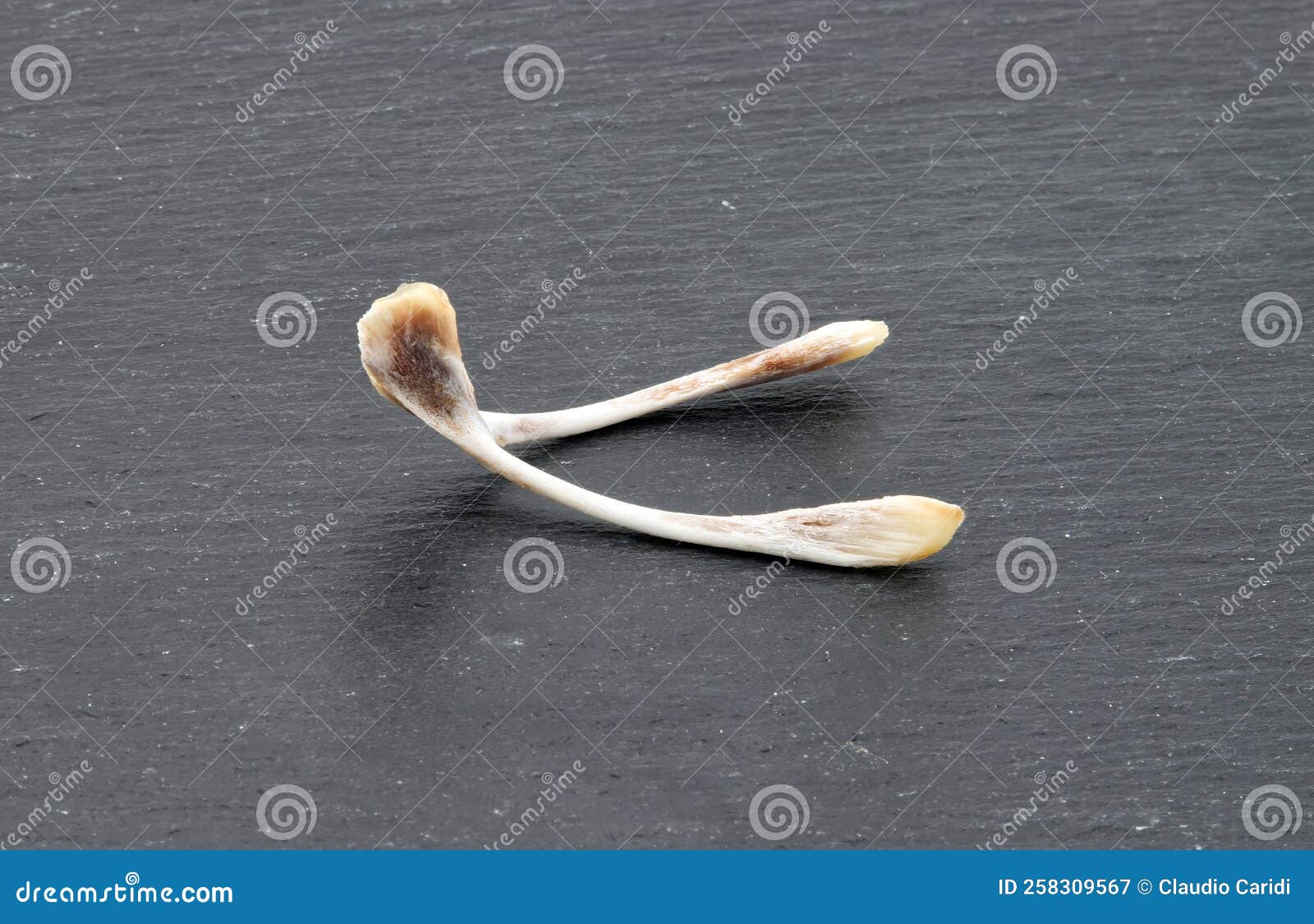 Chicken Wishbone To Make Wishes on Dark Background Stock Image - Image ...