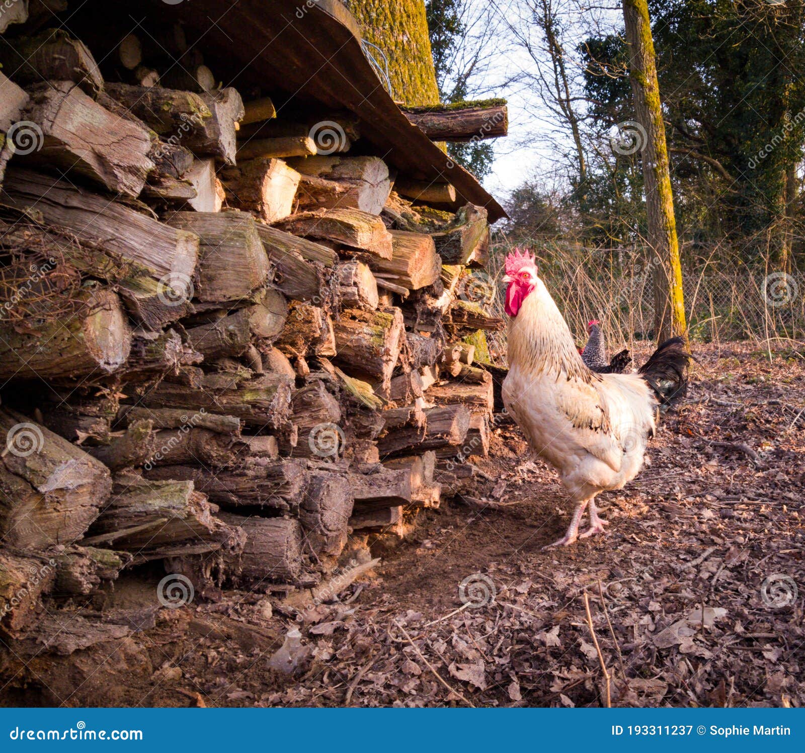 Chicken and wood stock image. Image of nature, quail - 193311237