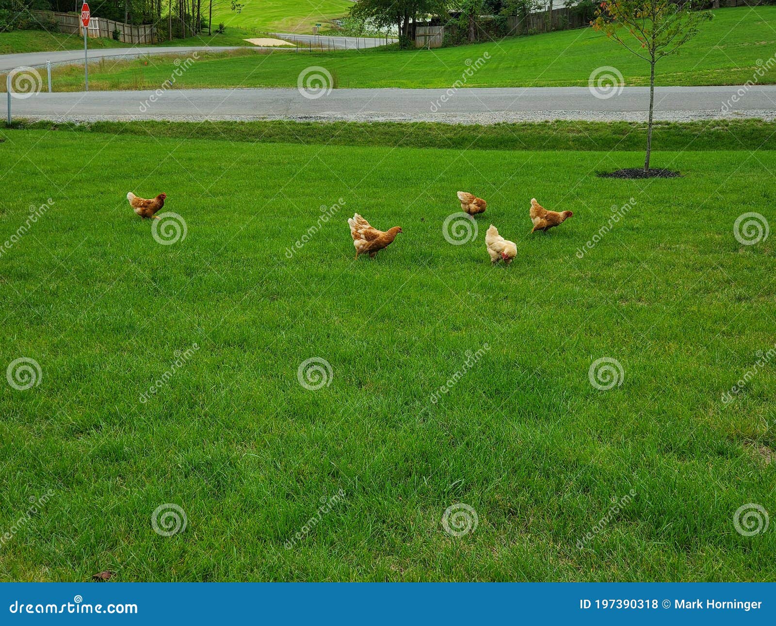 Chicken in the Yard Cluck Cluck Stock Photo - Image of farm, grass ...