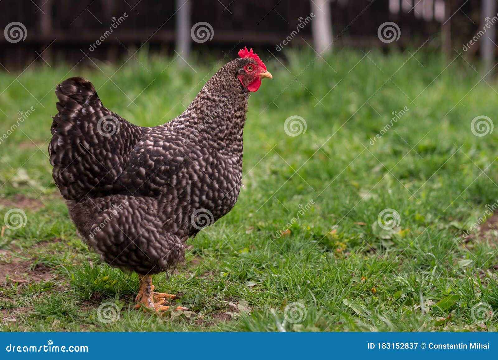 Chicken in the Yard in Rural Environment Stock Image - Image of ...