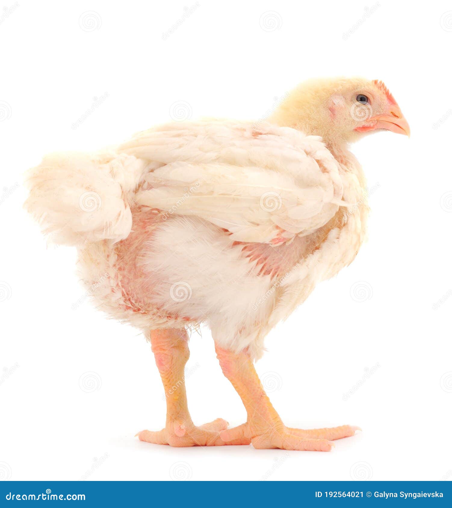 Young Broiler Chickens At The Poultry Farm Royalty-Free Stock Photo ...
