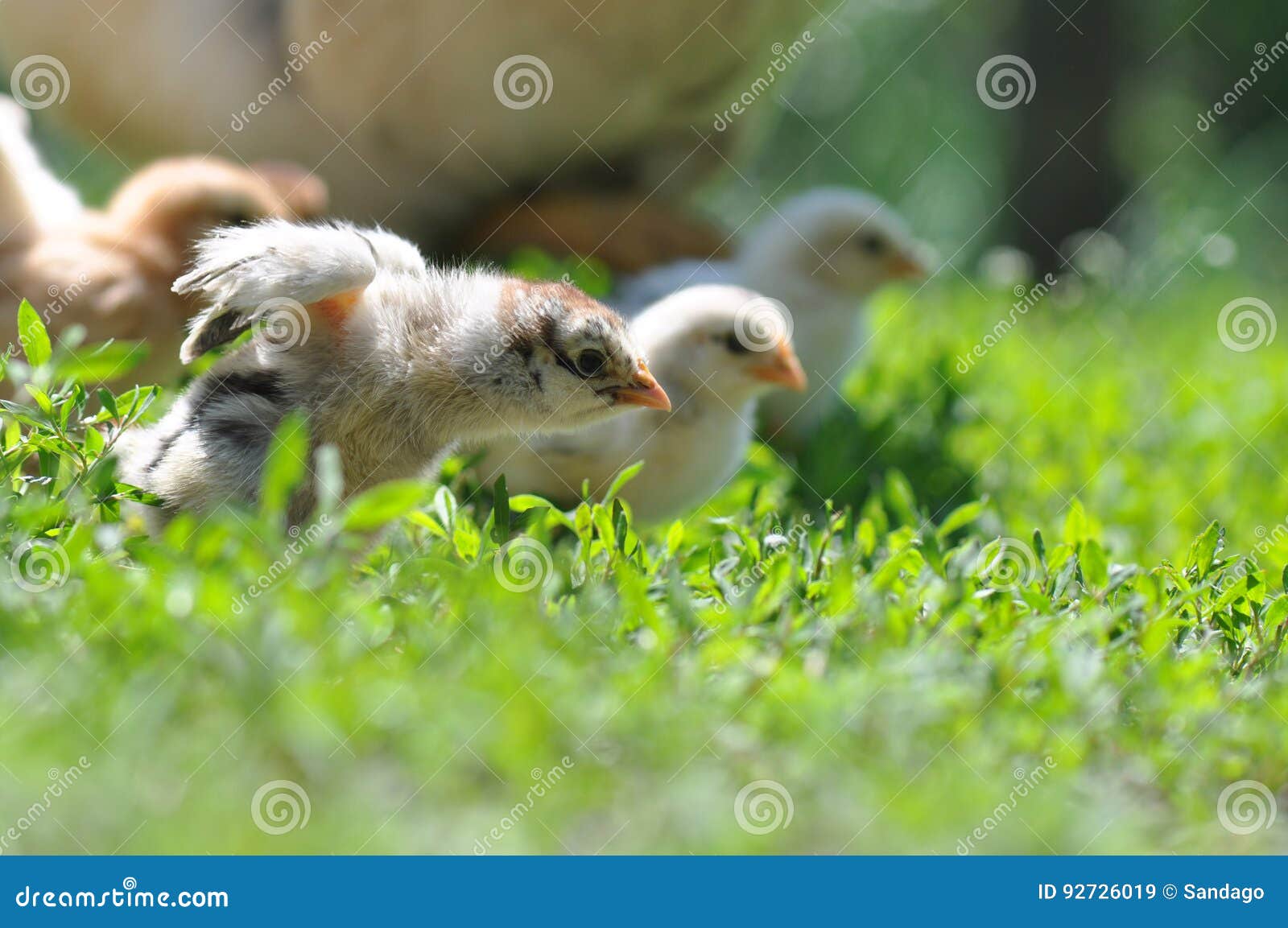 Chicken stock image. Image of blurry, livestock, beautiful - 92726019