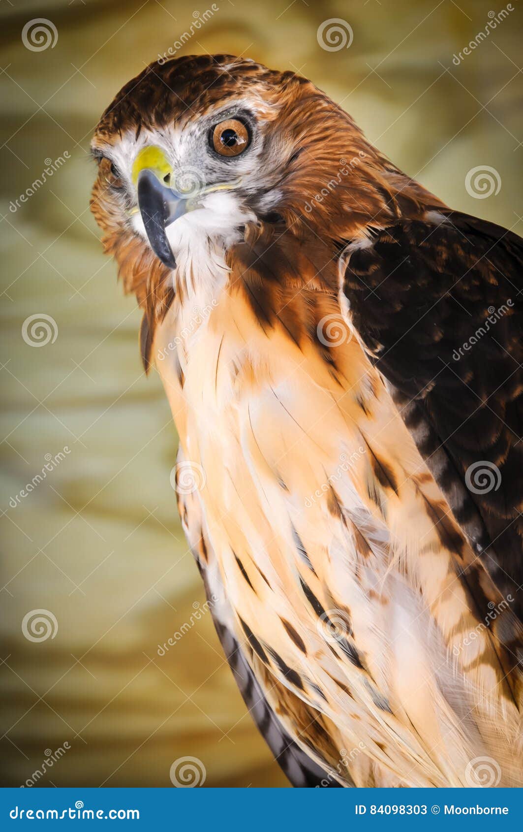 Chickenhawk stock image. Image of feather, animals, eyesight - 84098303