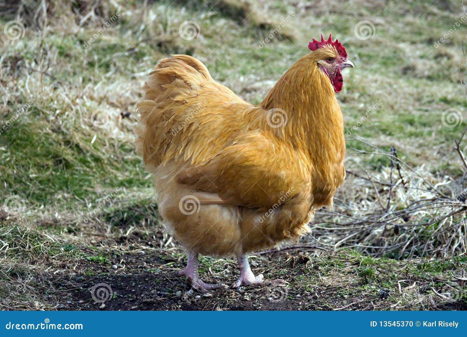 Chickens stock photo. Image of birds, grass, range, poultry - 13545370