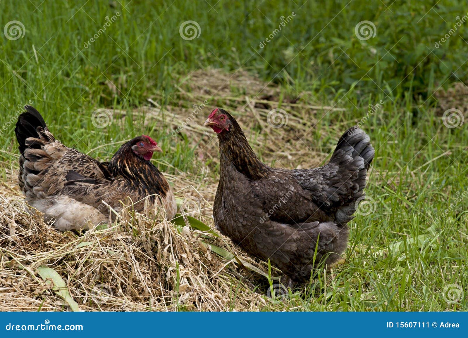 Two Chickens Straw Pile Stock Image | CartoonDealer.com #15607111