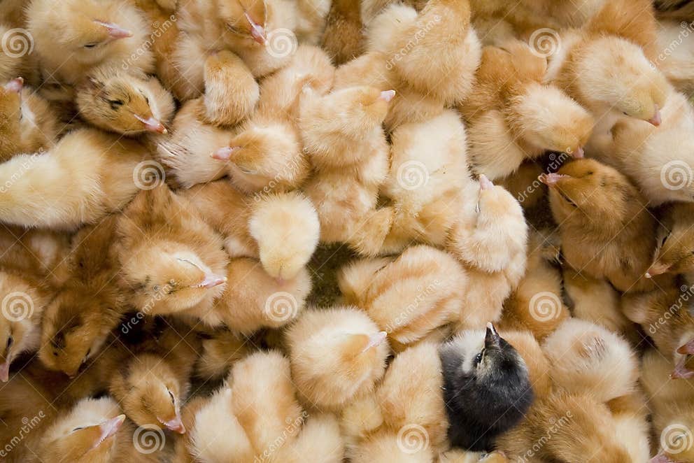 Chickens stock photo. Image of chicken, fluffy, crowded - 21595276