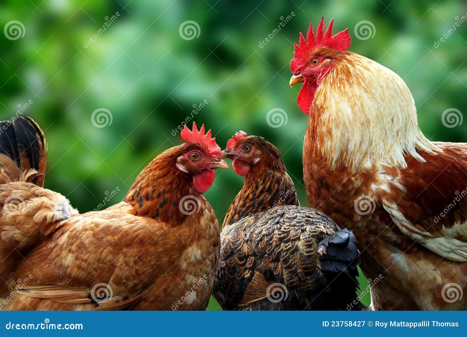 Chickens stock image. Image of feathered, agriculture - 23758427