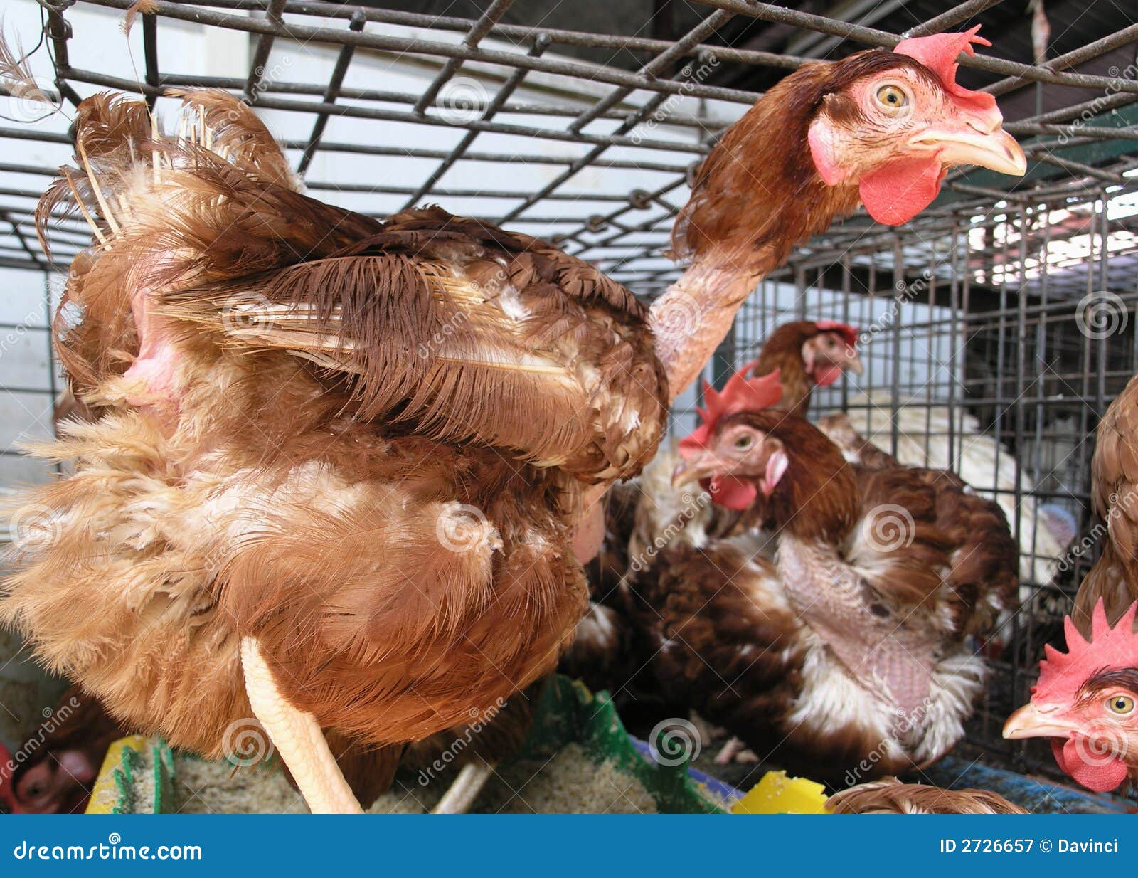 Chickens stock image. Image of barn, animal, avian, cocky - 2726657