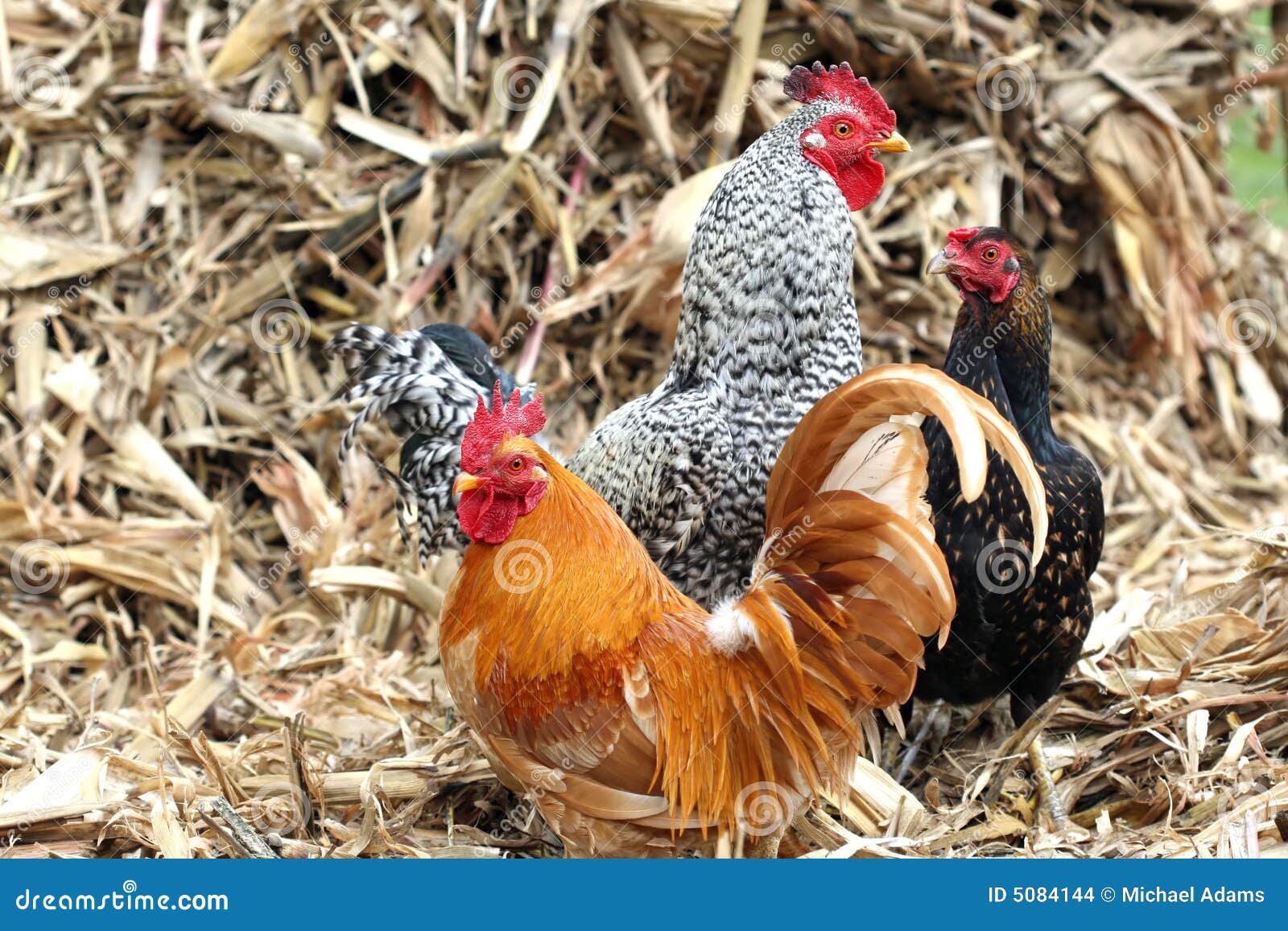 Chickens stock photo. Image of fowl, rooster, flock, chickens - 5084144