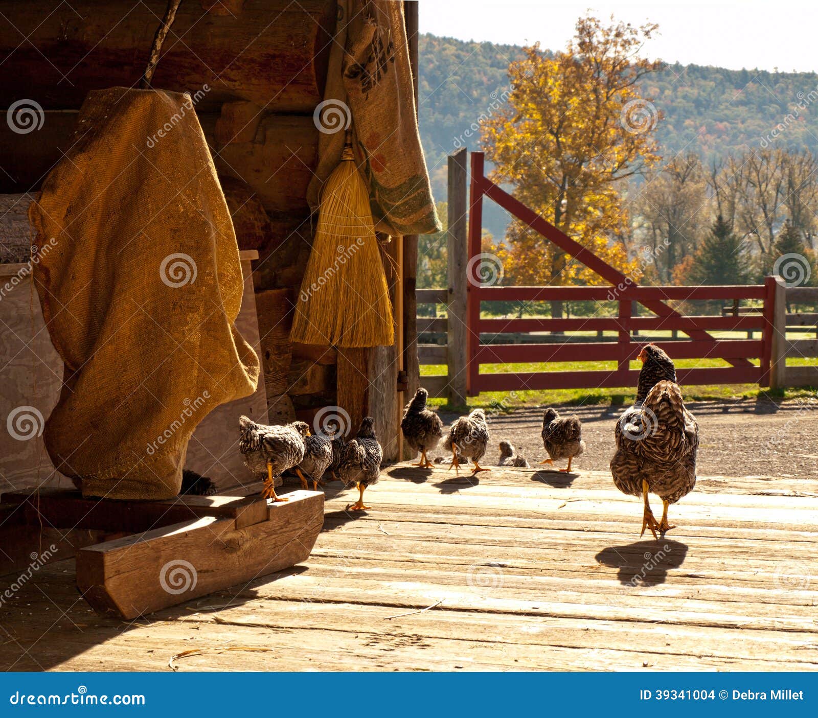 Chickens and baby chicks stock photo. Image of chicks - 39341004