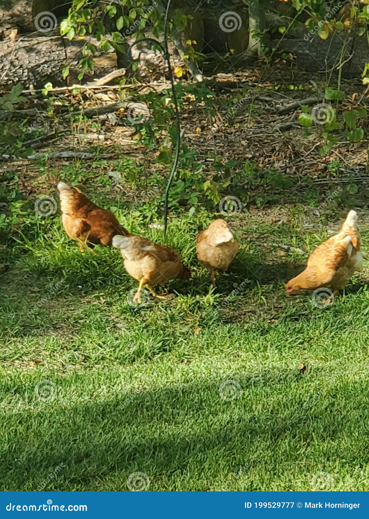 Cluck Royalty-Free Stock Photography | CartoonDealer.com #54471059